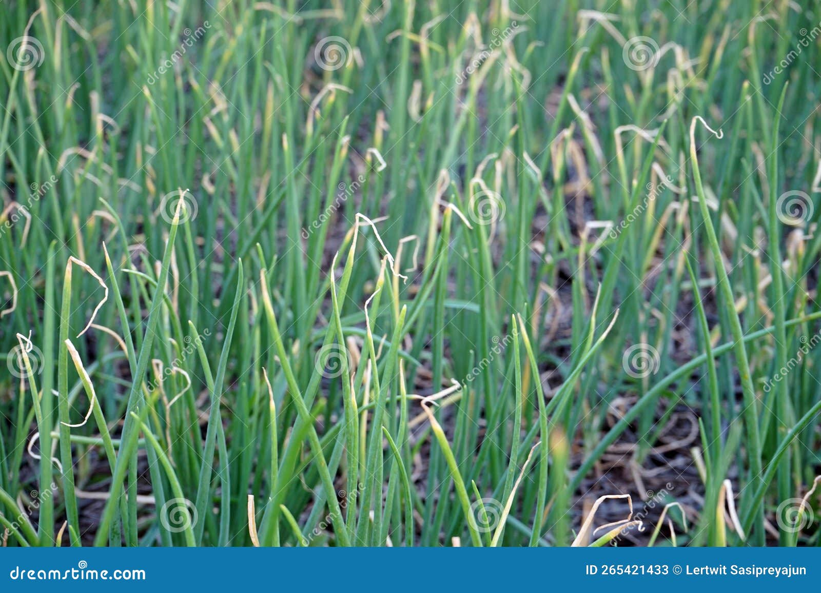 Plant Disease, Shallot Leaf Disease Stock Image - Image of agriculture ...