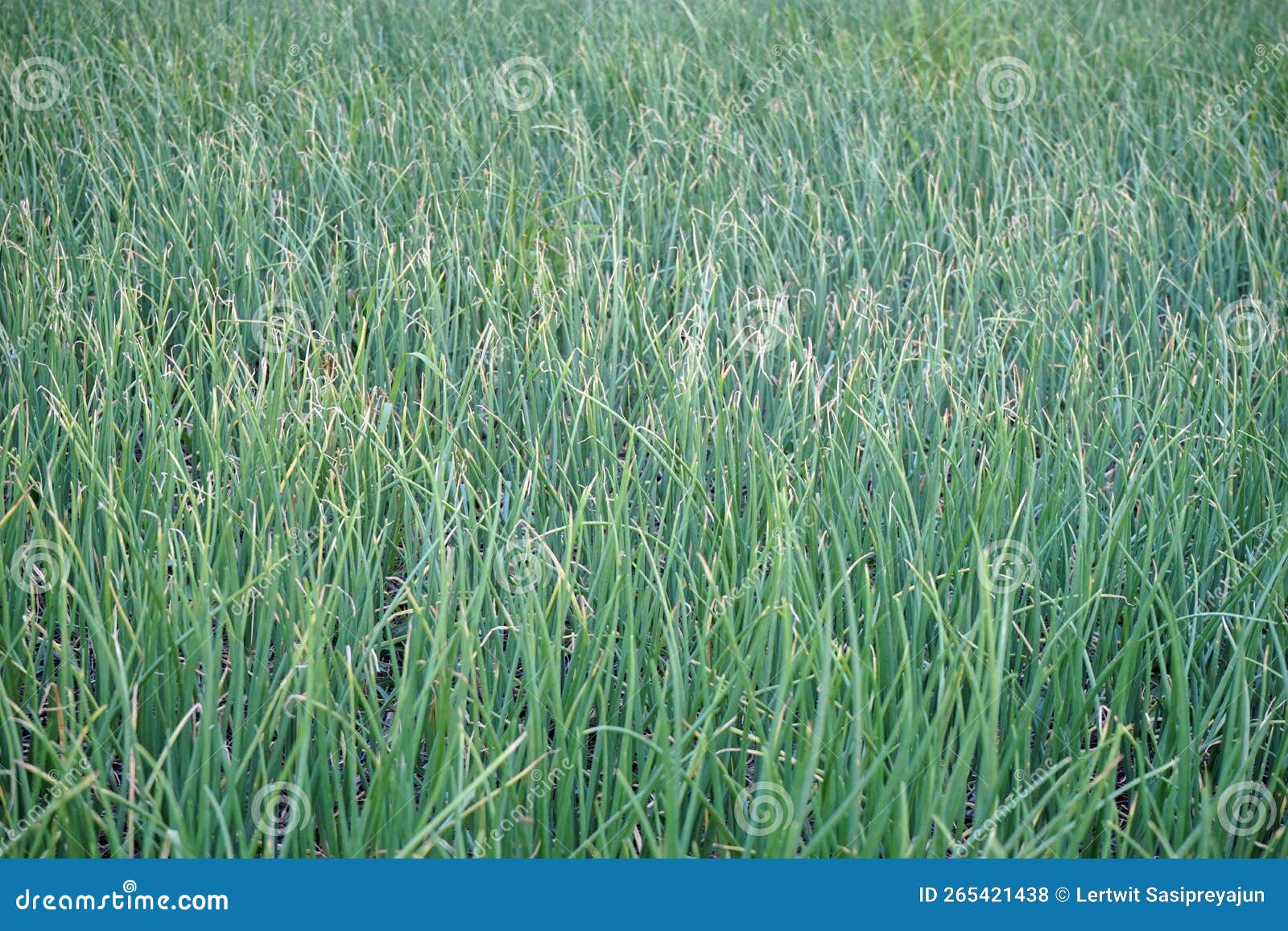 Plant Disease, Shallot Leaf Disease Stock Photo - Image of outdoor ...