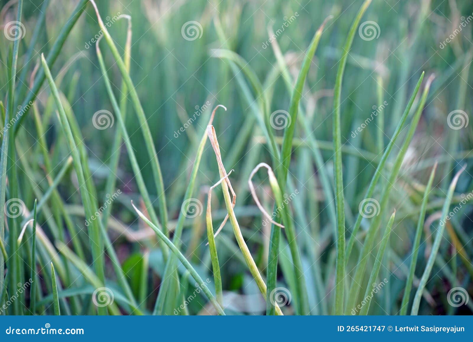 Plant Disease, Shallot Leaf Disease Stock Image - Image of seasonal ...