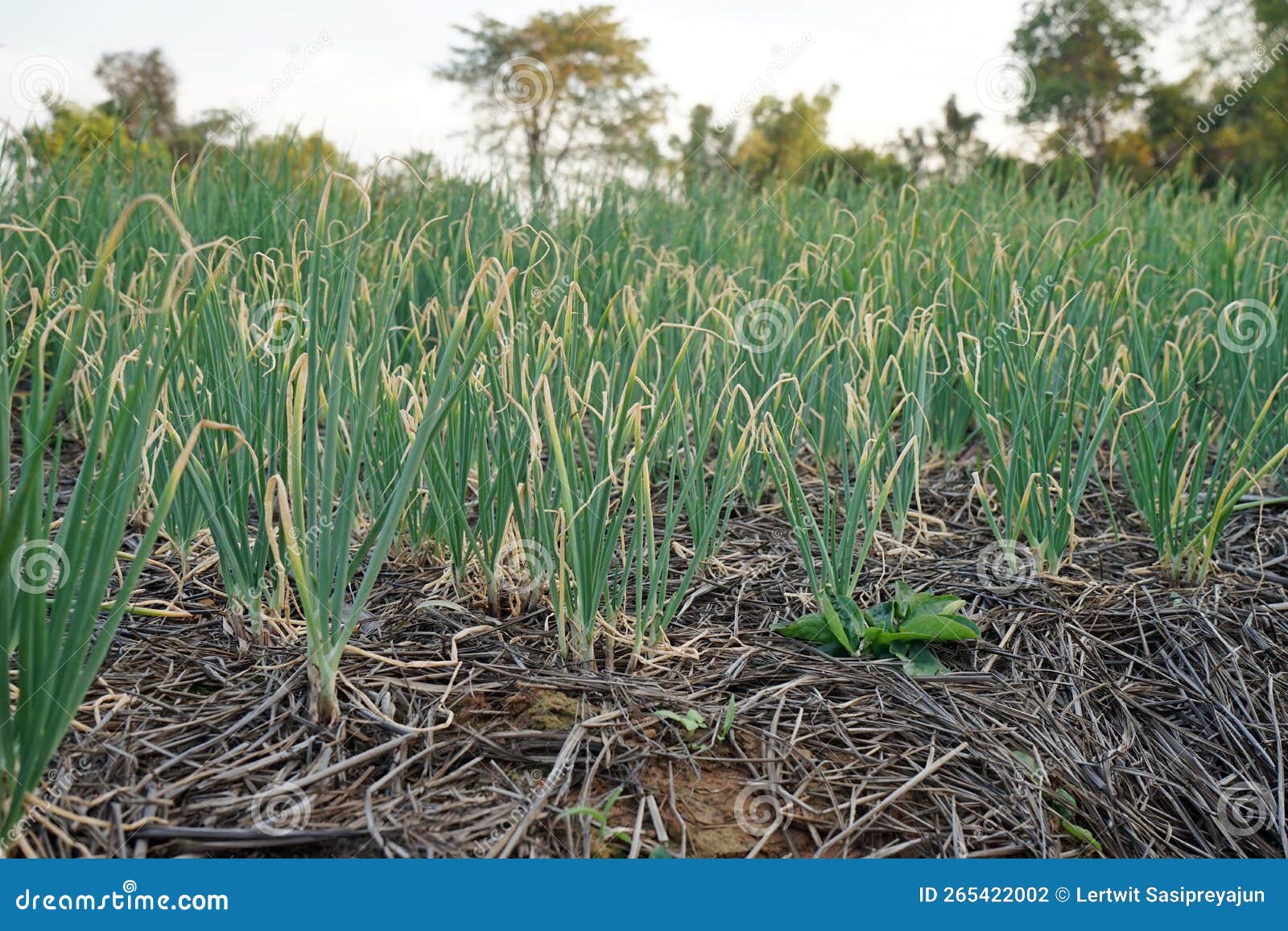 Plant Disease, Shallot Leaf Disease Stock Photo - Image of environment ...