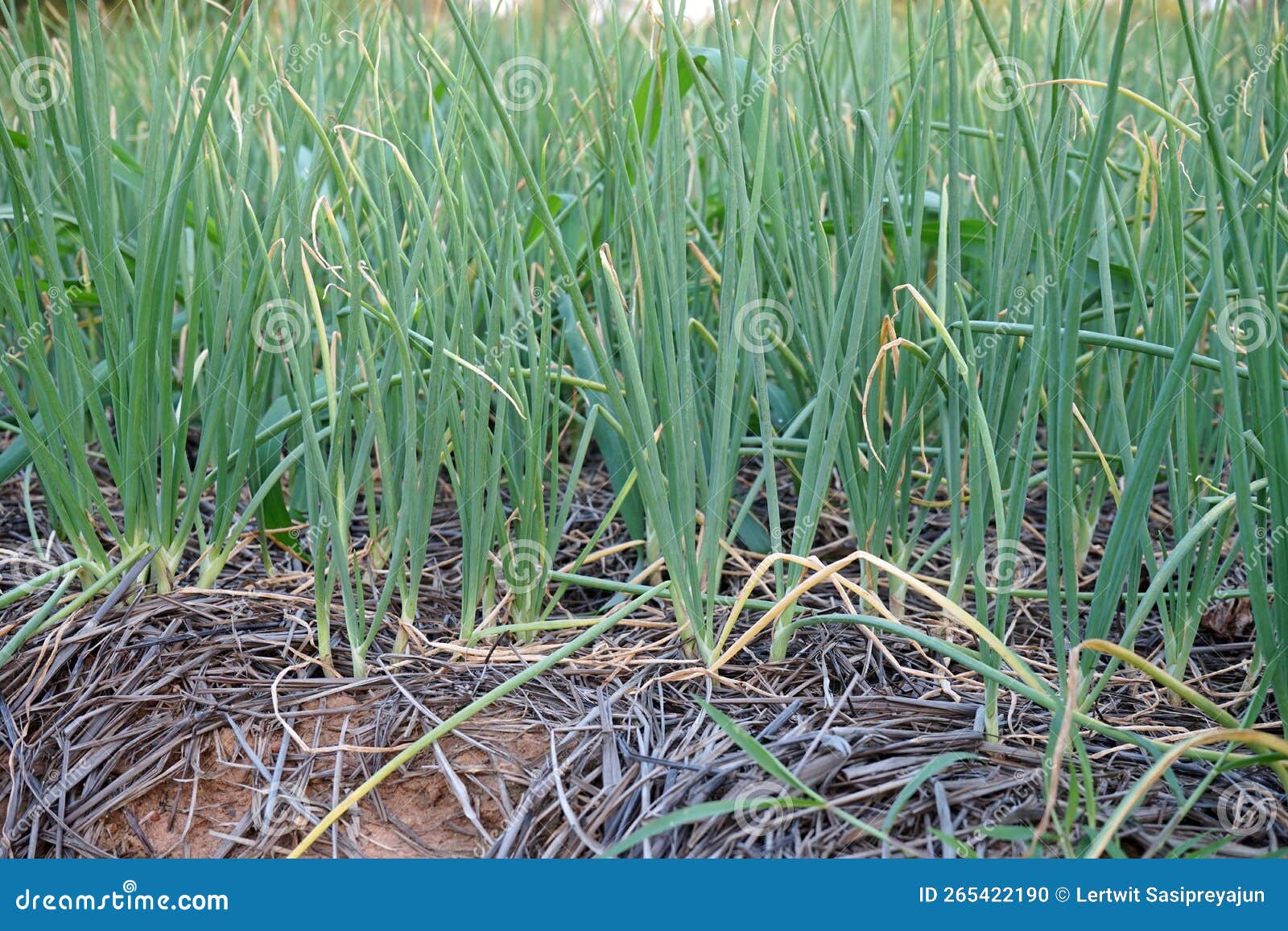 Plant Disease, Shallot Leaf Disease Stock Photo - Image of field, green ...