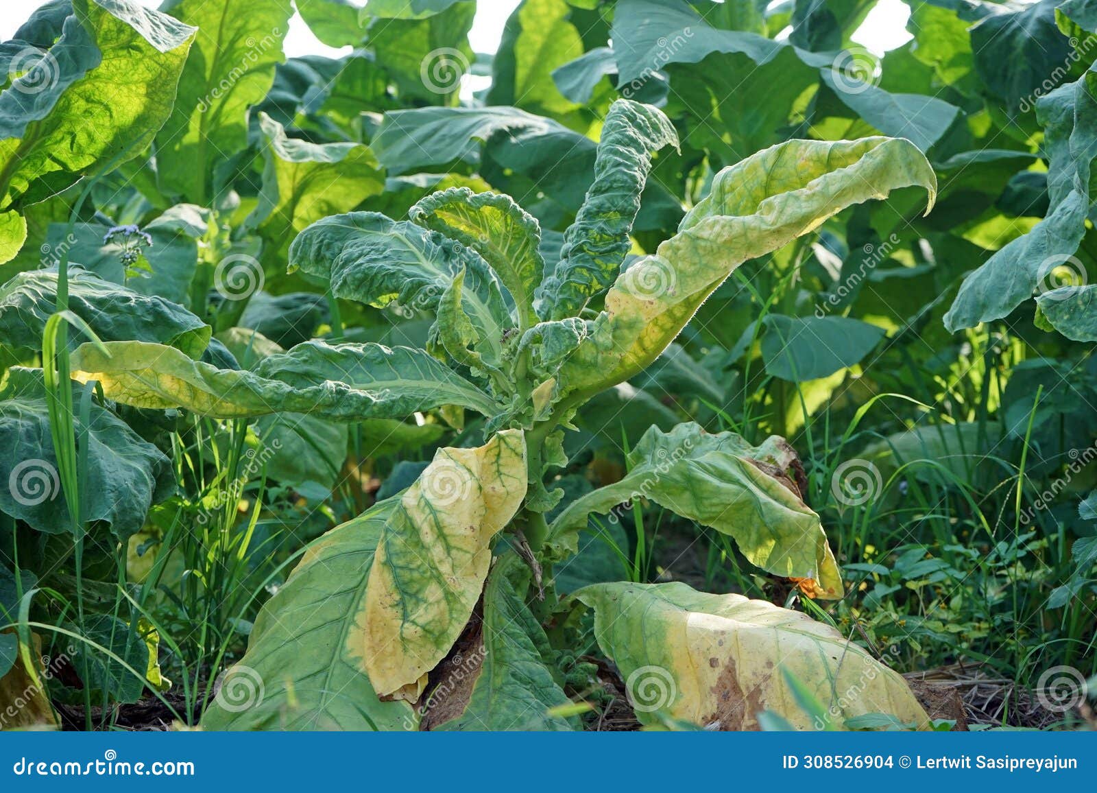 Disease On Tobacco Leaf. Stock Photo | CartoonDealer.com #63785772