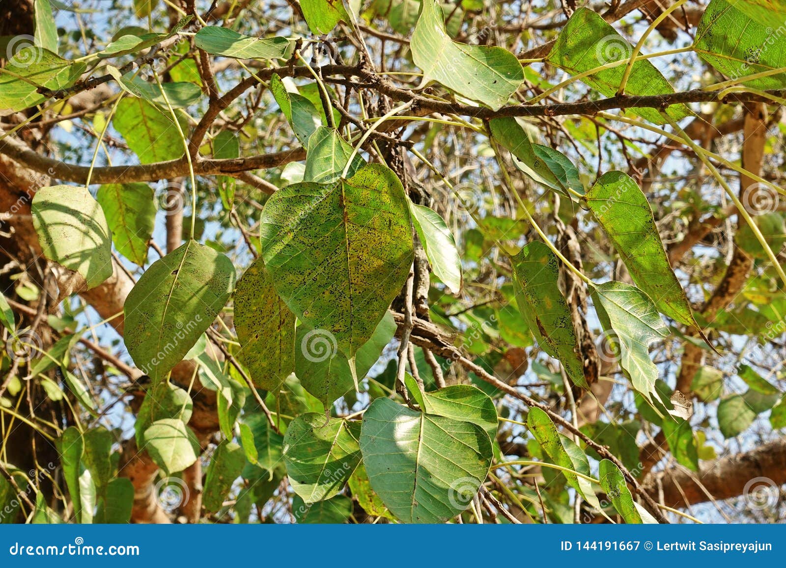 Tar Spot Disease on Leaves of Bodhi Tree Stock Image - Image of buddha ...