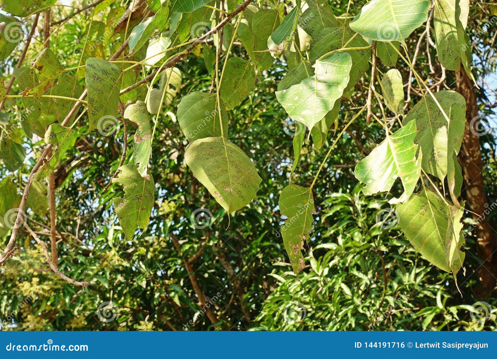 Tar Spot Disease on Leaves of Bodhi Tree Stock Photo - Image of leaves ...