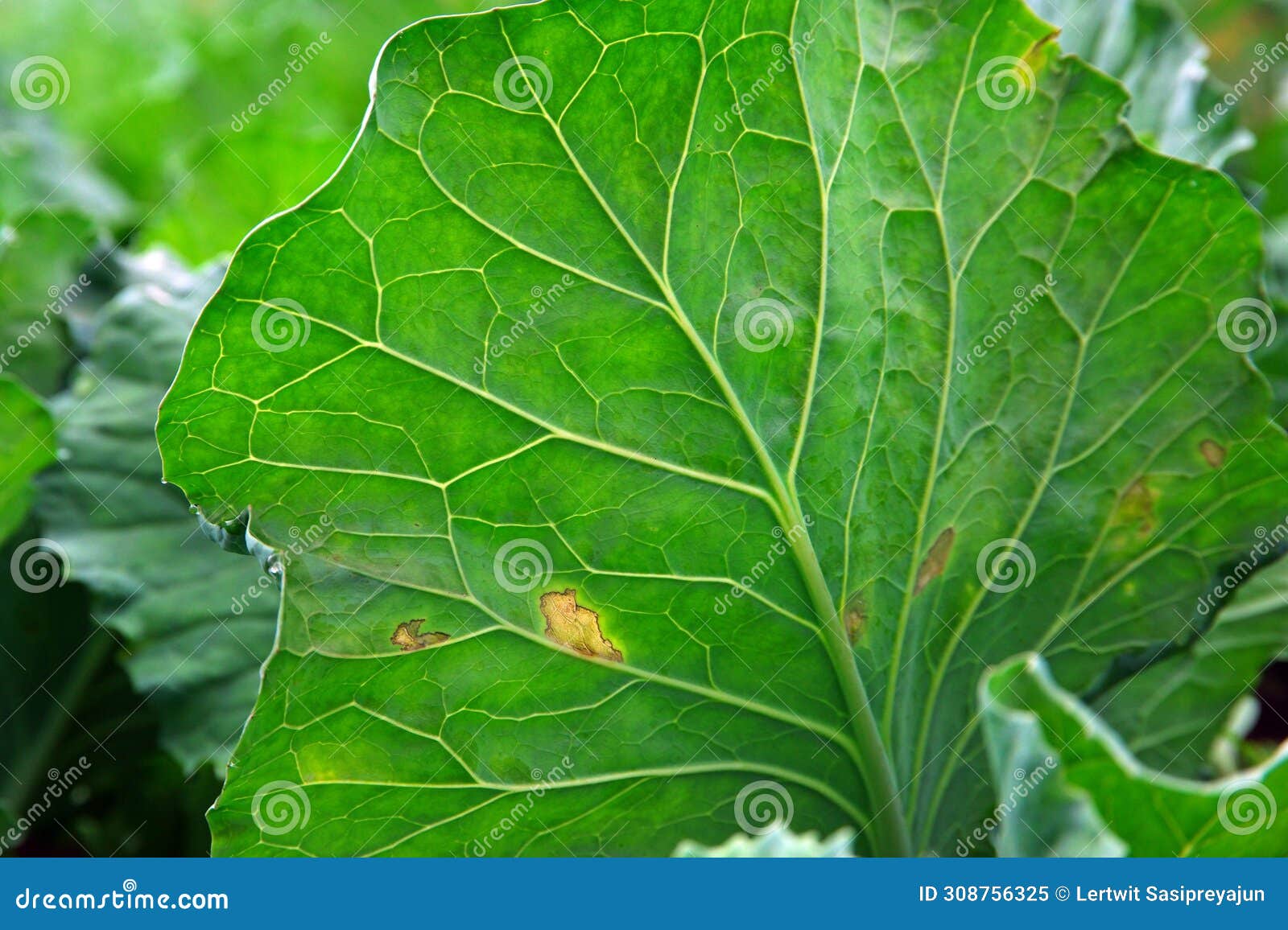 Plant Disease on Vegetable Leaf from Fungi Stock Image - Image of green ...