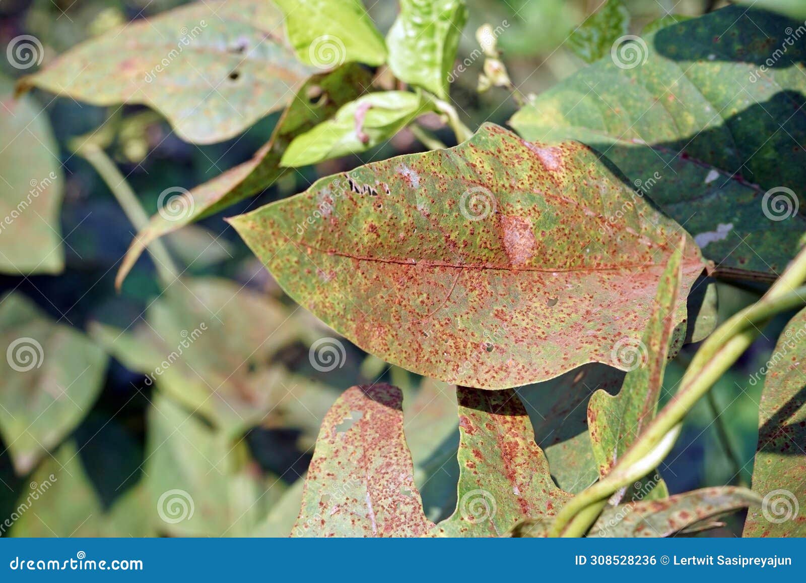 Plant Disease on Yard Long Bean Leaf from Fungi Stock Photo - Image of ...