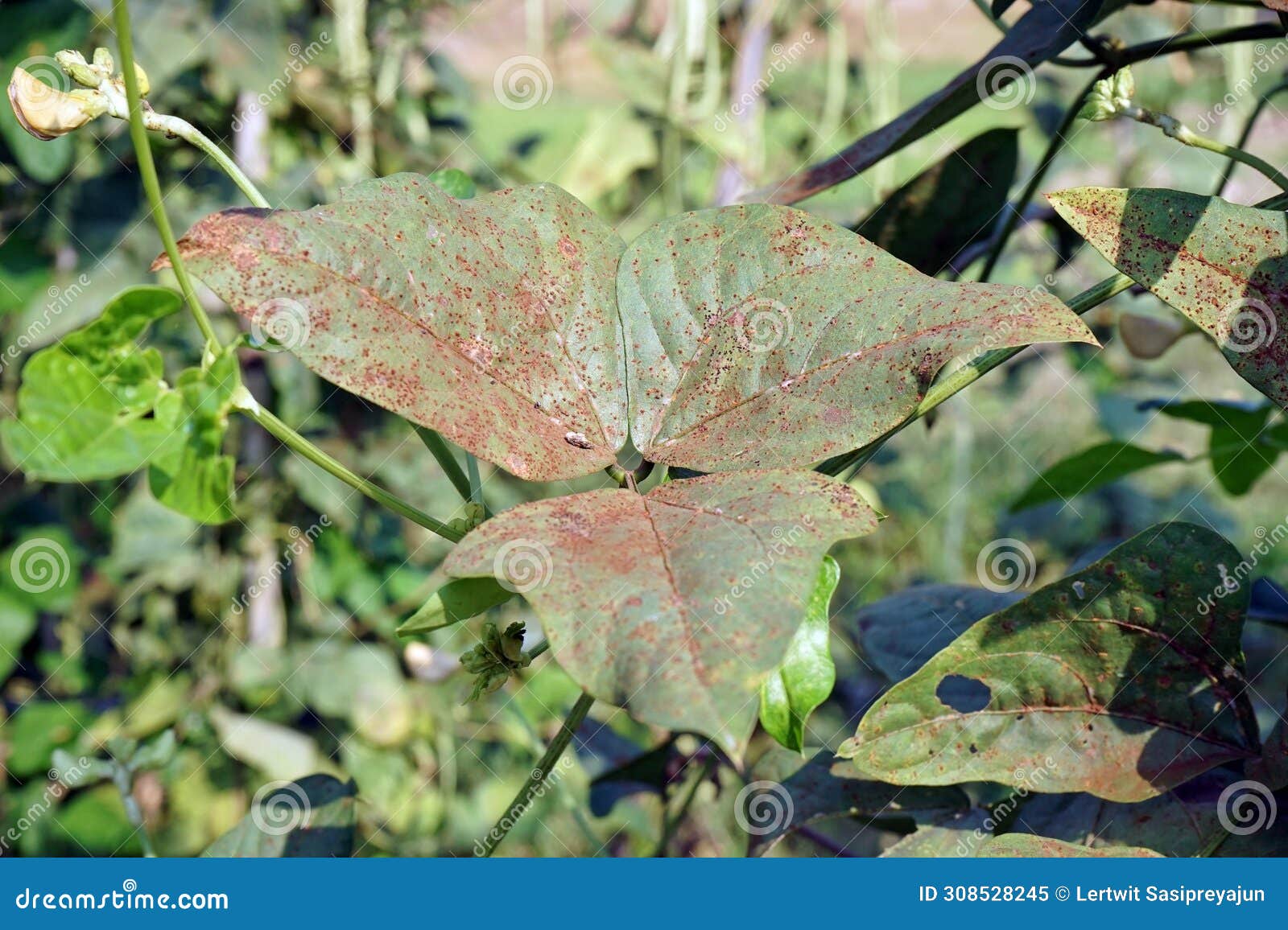 Plant Disease on Yard Long Bean Leaf from Fungi Stock Image - Image of damage, pest: 308528245