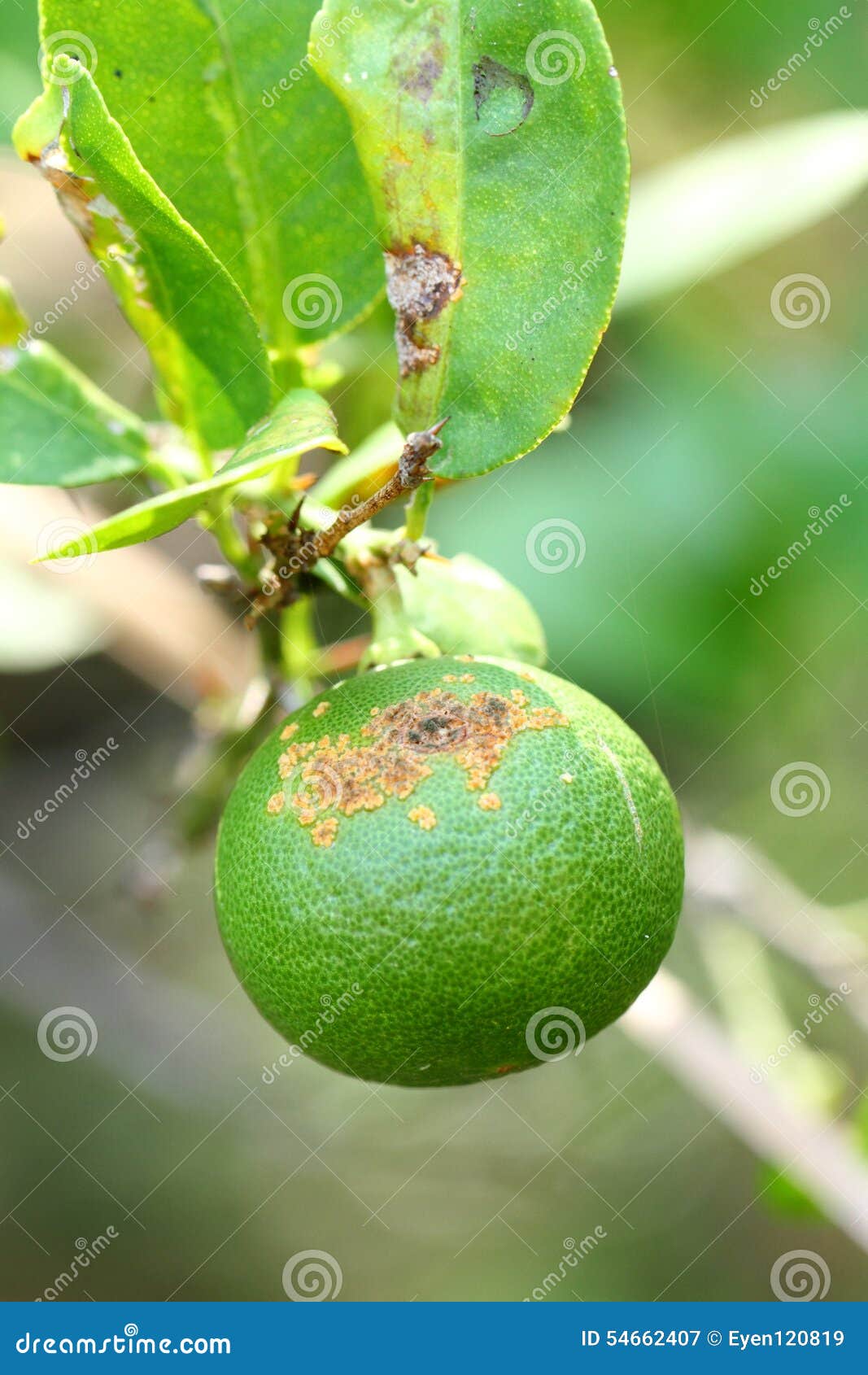 Citrus Fruits And Canker Sores at Ronald Franson blog