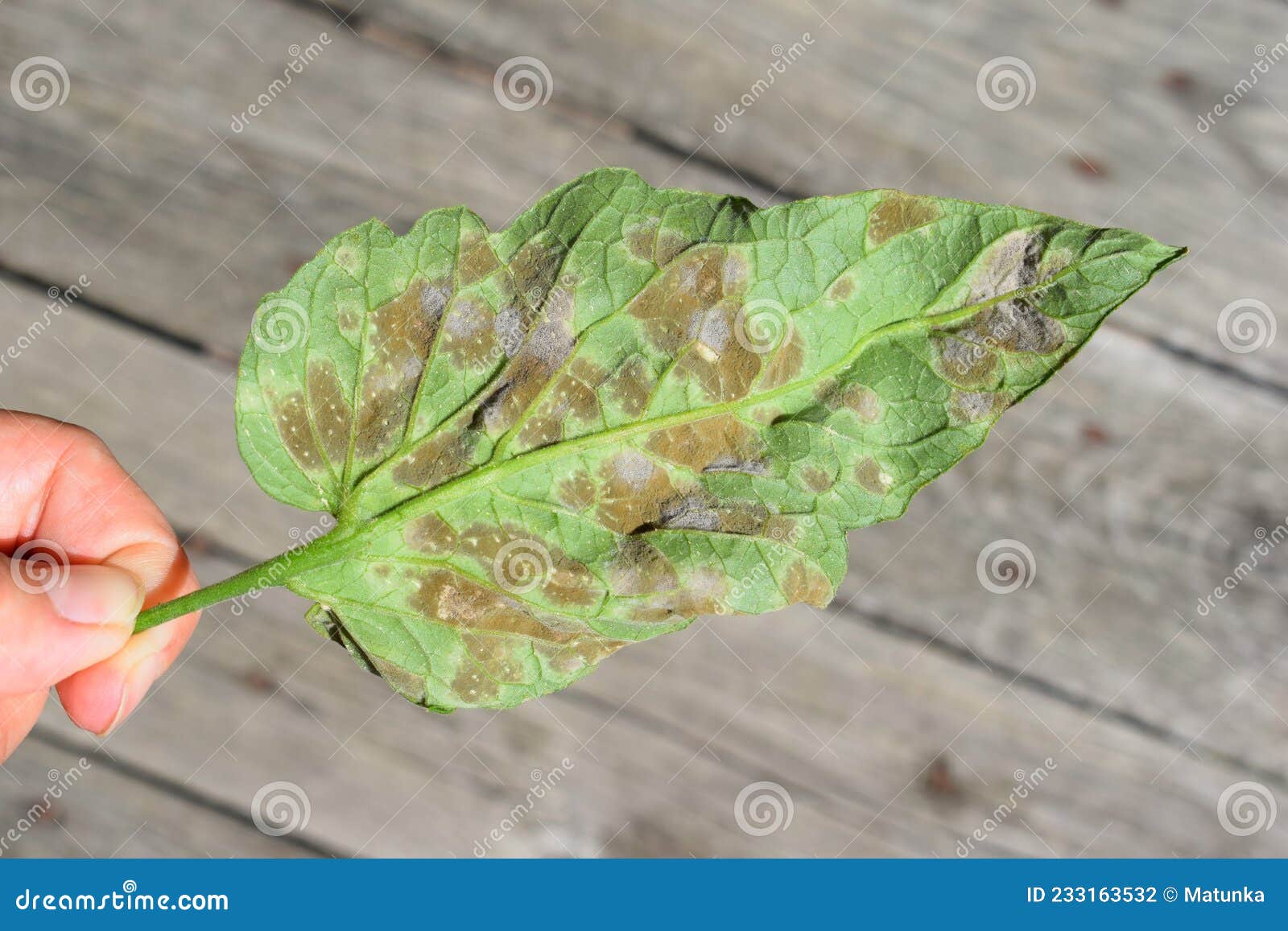Plant Diseases - Fungal Disease on Tomato Leaf Stock Photo - Image of ...