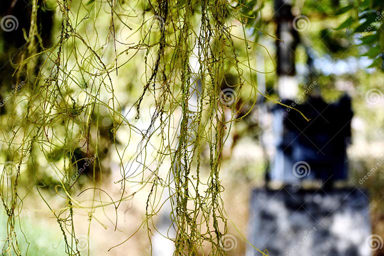 Plant of dodder or Amarbel stock photo. Image of green - 223940696
