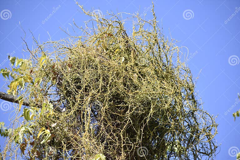 Plant of dodder or Amarbel stock image. Image of amarbe - 223940977