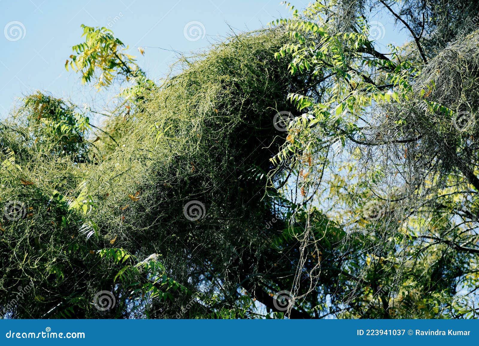 Plant of dodder or Amarbel stock image. Image of amarlata - 223941037
