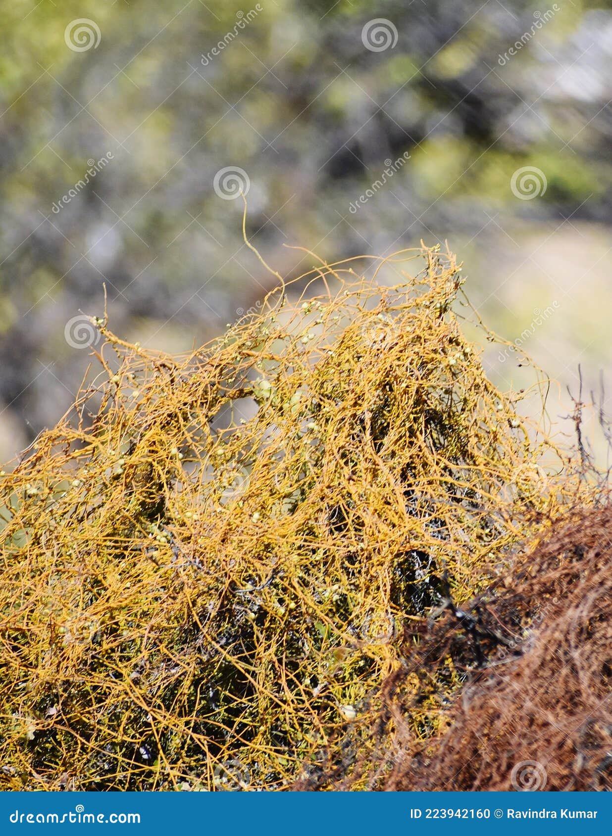 Plant of dodder or Amarbel stock photo. Image of plant - 223942160