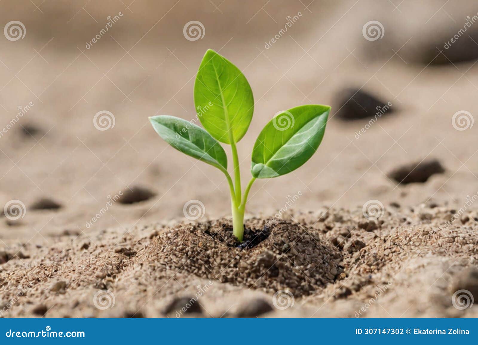 Plant in dried cracked mud stock photo. Image of soil - 307147302