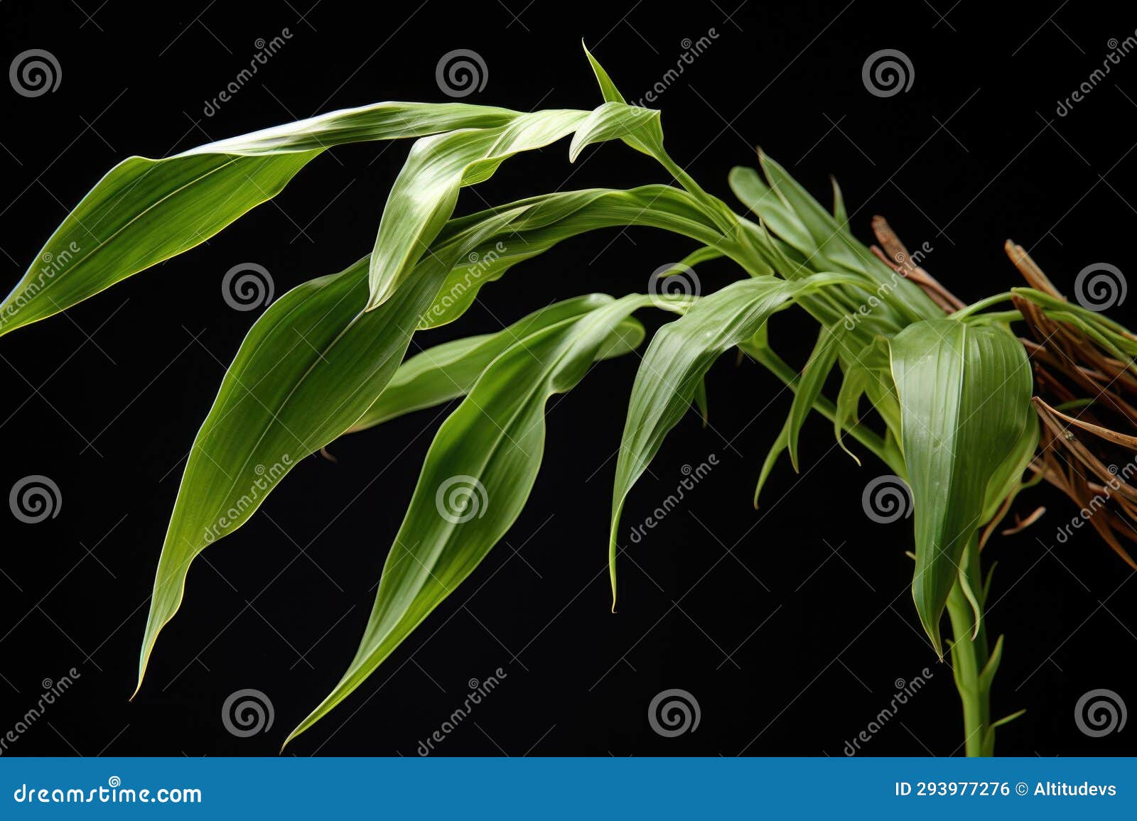 A Plant With Droopy Leaves Royalty-Free Stock Image | CartoonDealer.com ...