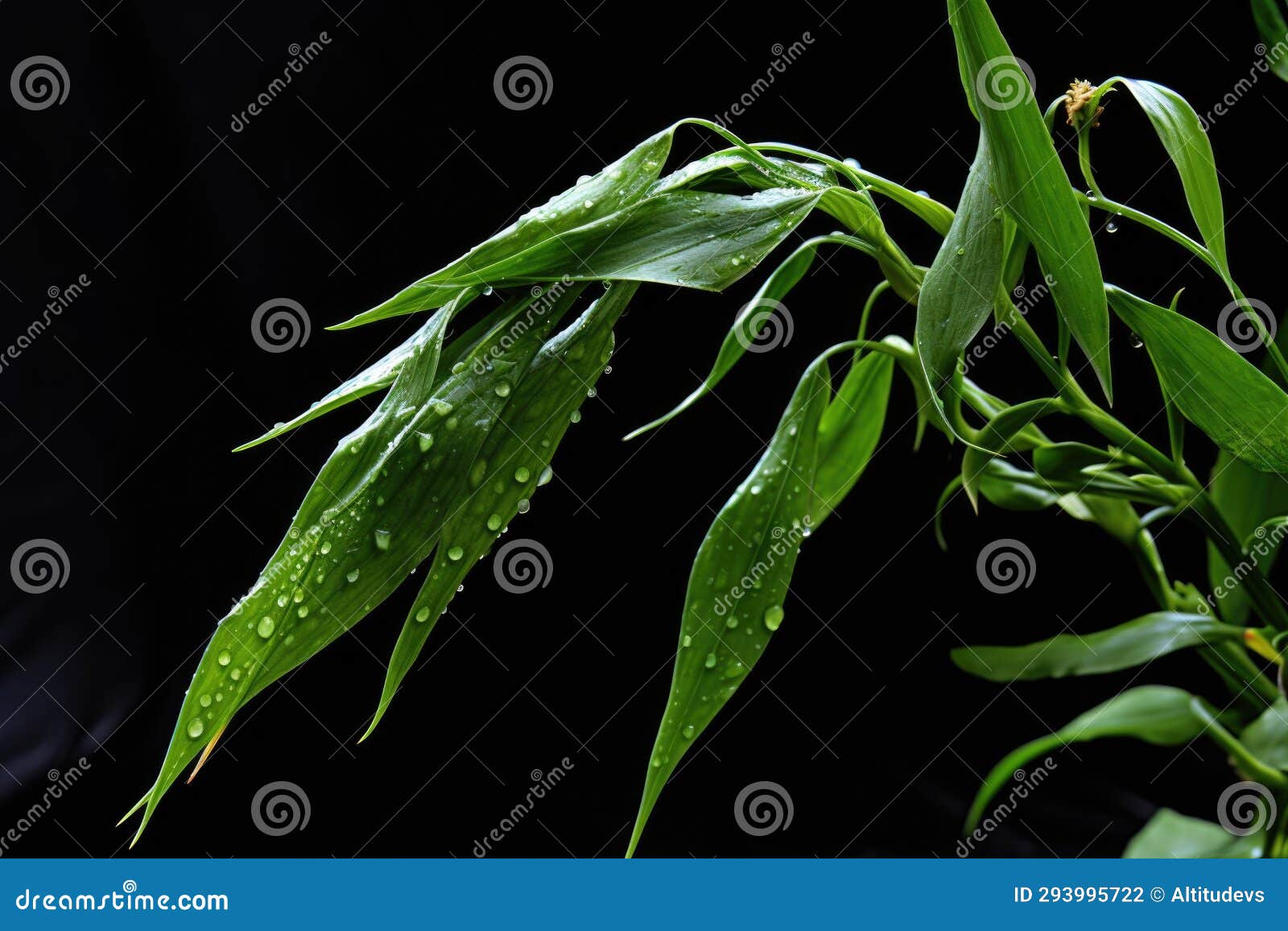 A plant with droopy leaves stock photo. Image of generative - 293995722