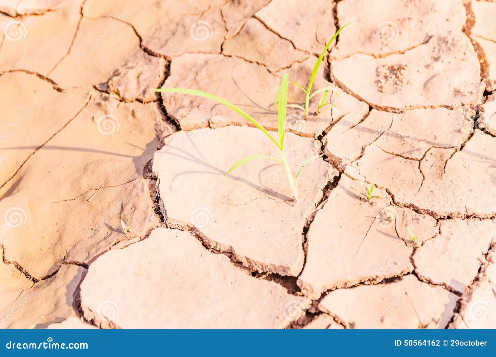 Plant on drought field stock photo. Image of earth, green - 50564162