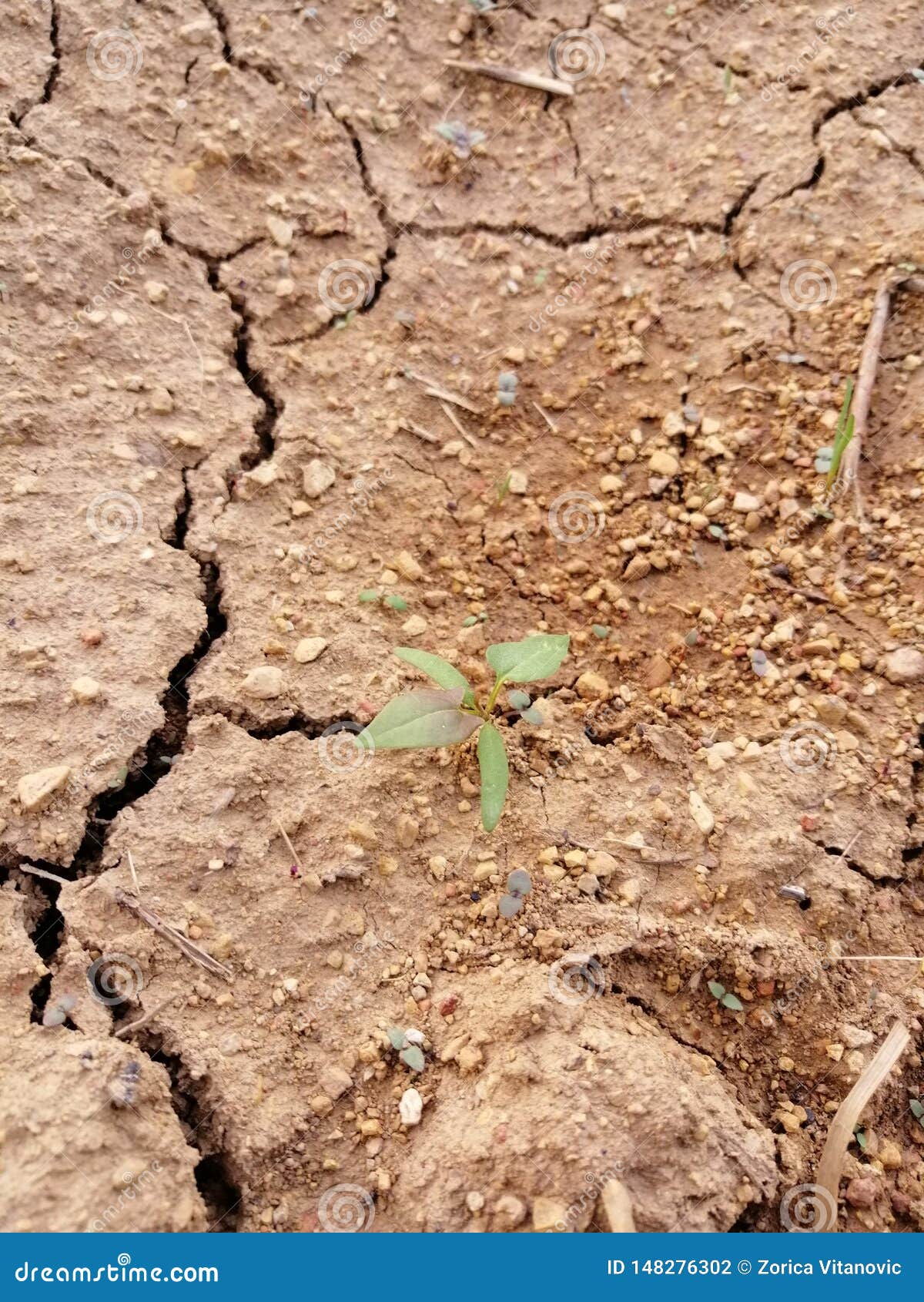 Plant in dry soil stock photo. Image of water, field - 148276302