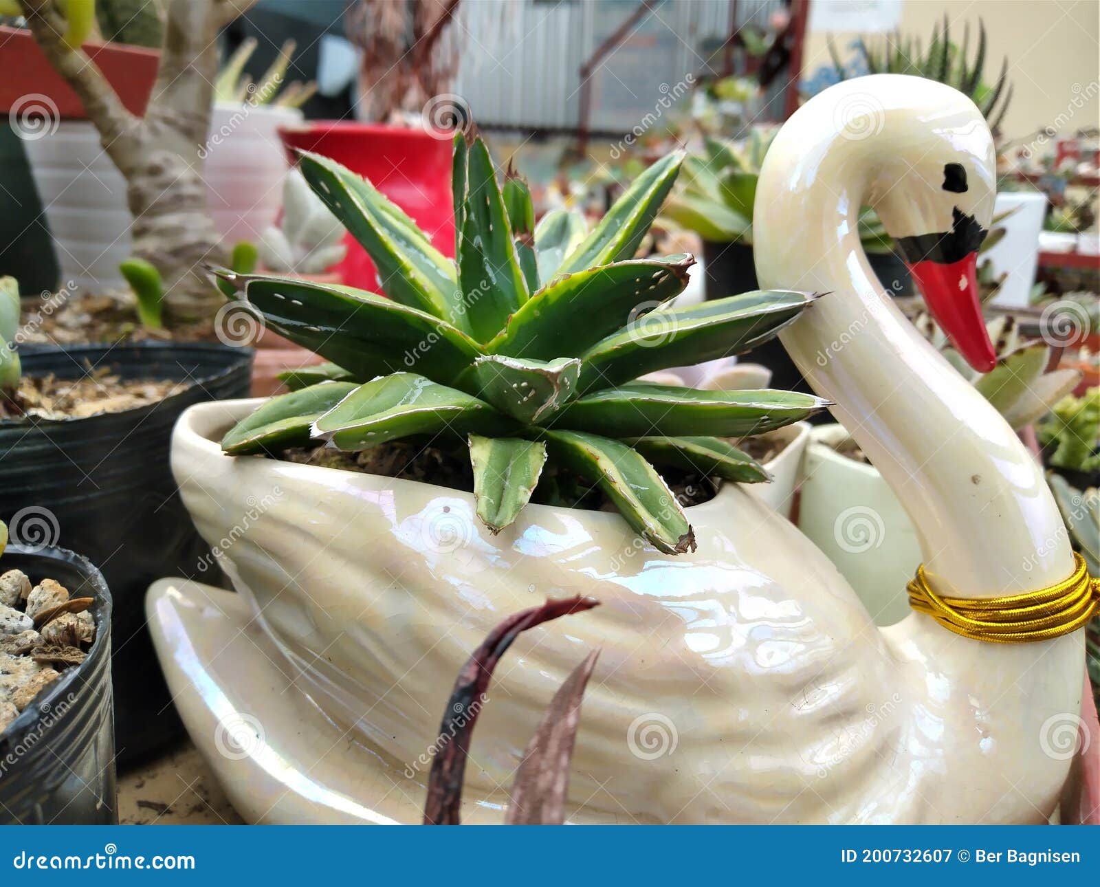 Plant in the Duck is the Most Beautiful Decorations. Stock Image ...