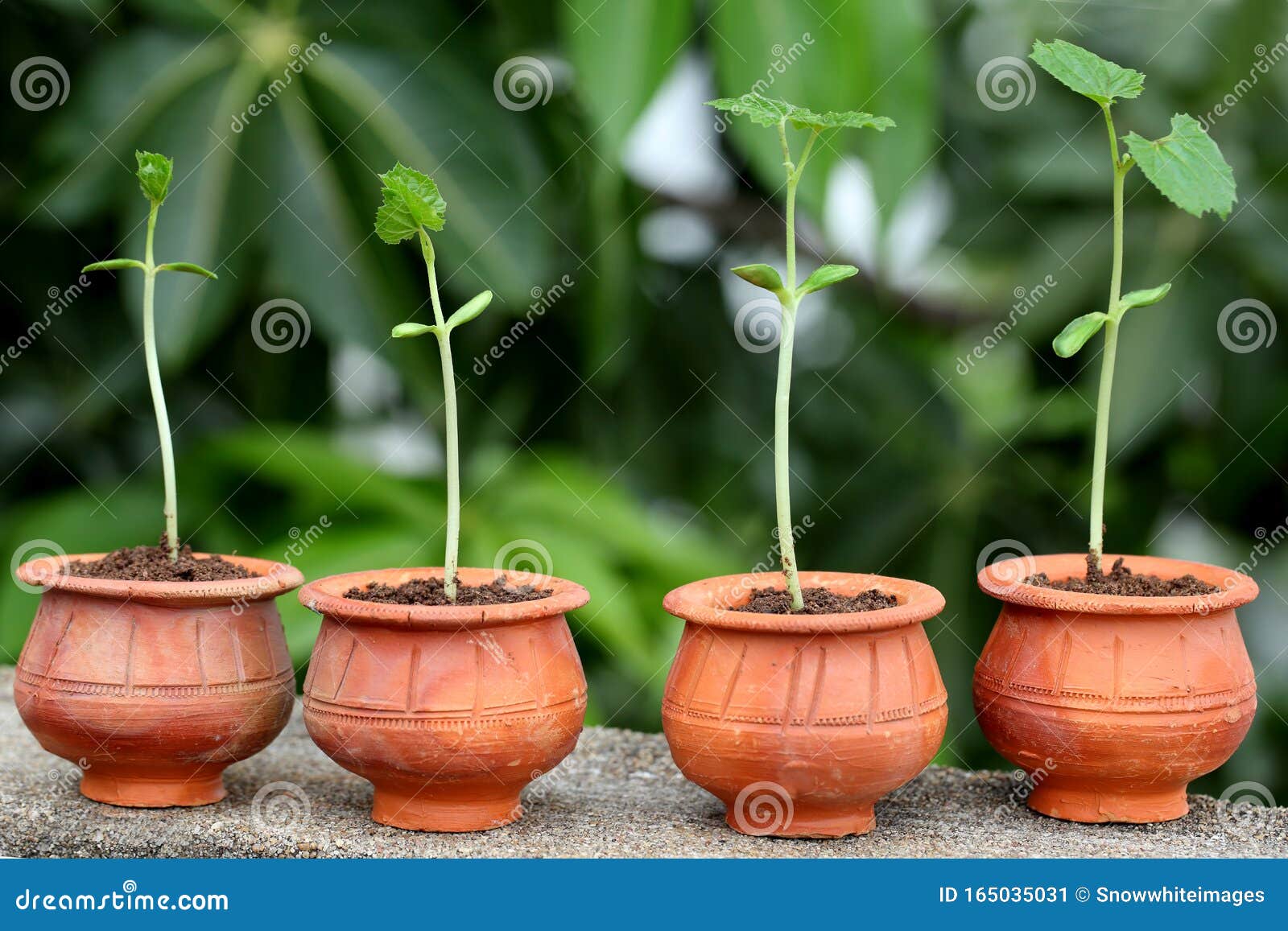 Plant Evaluation Process-Stages of the Development Stock Image - Image ...
