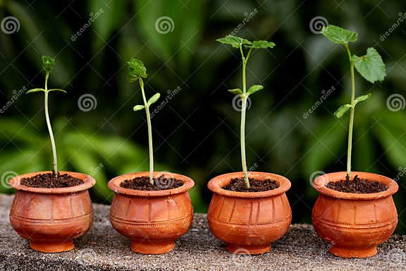 Plant evolution -New life stock photo. Image of botany - 21274732
