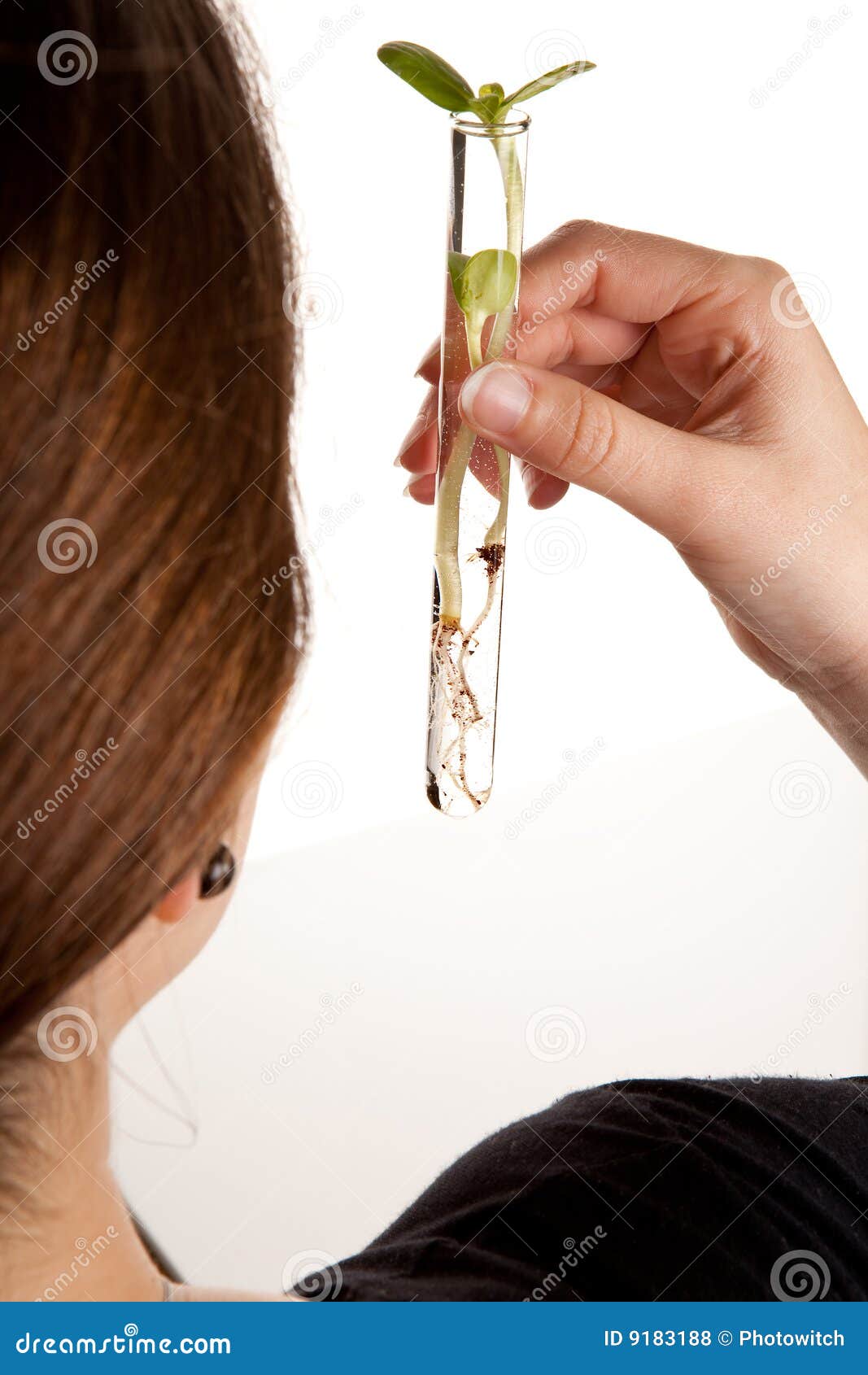 Plant experiments stock photo. Image of research, environment - 9183188