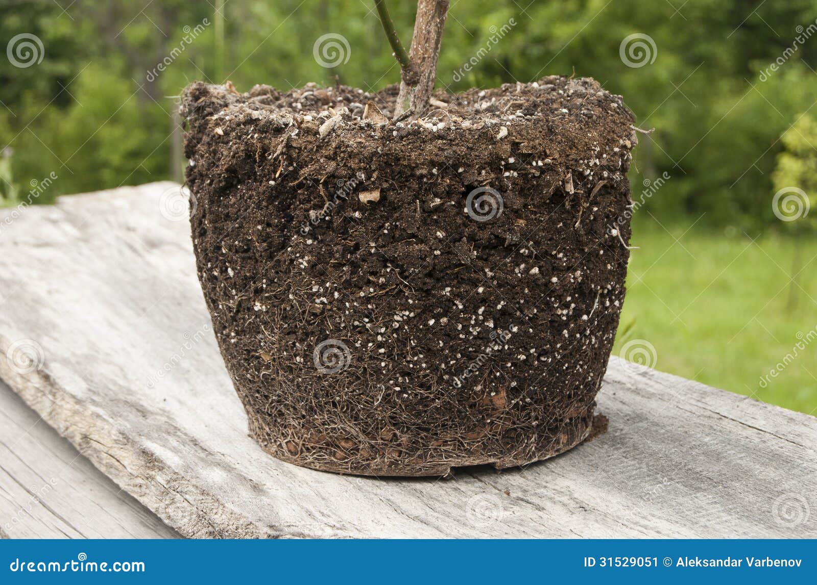 Plant with Exposed Roots and Soil Stock Image - Image of closeup ...