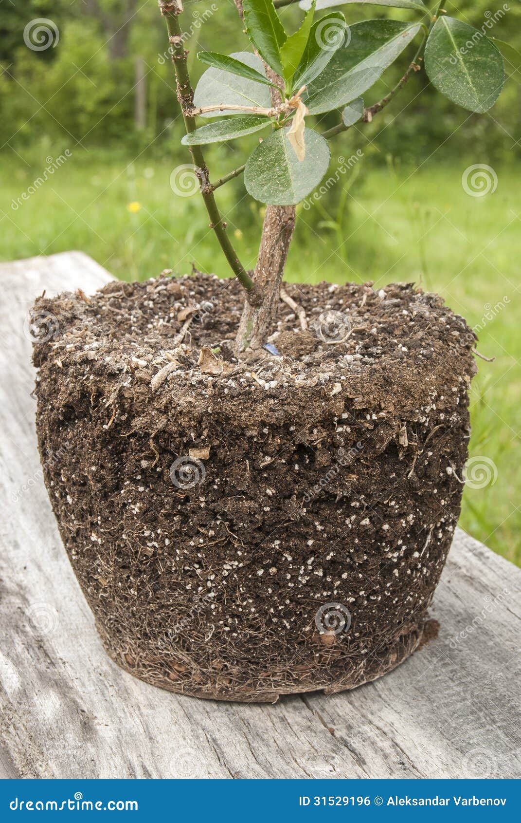 Plant with Exposed Roots and Soil Stock Photo - Image of dirt, growing ...
