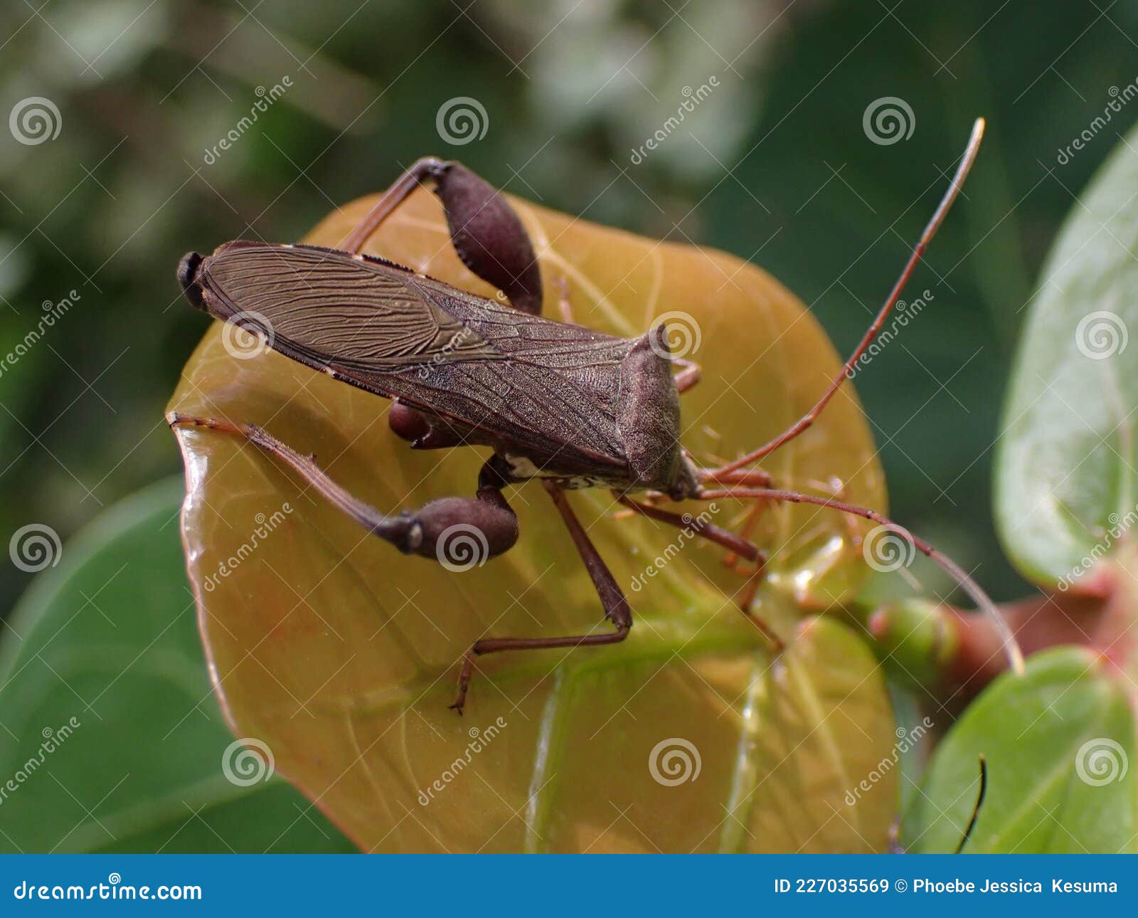 Acanthocephala Terminalis