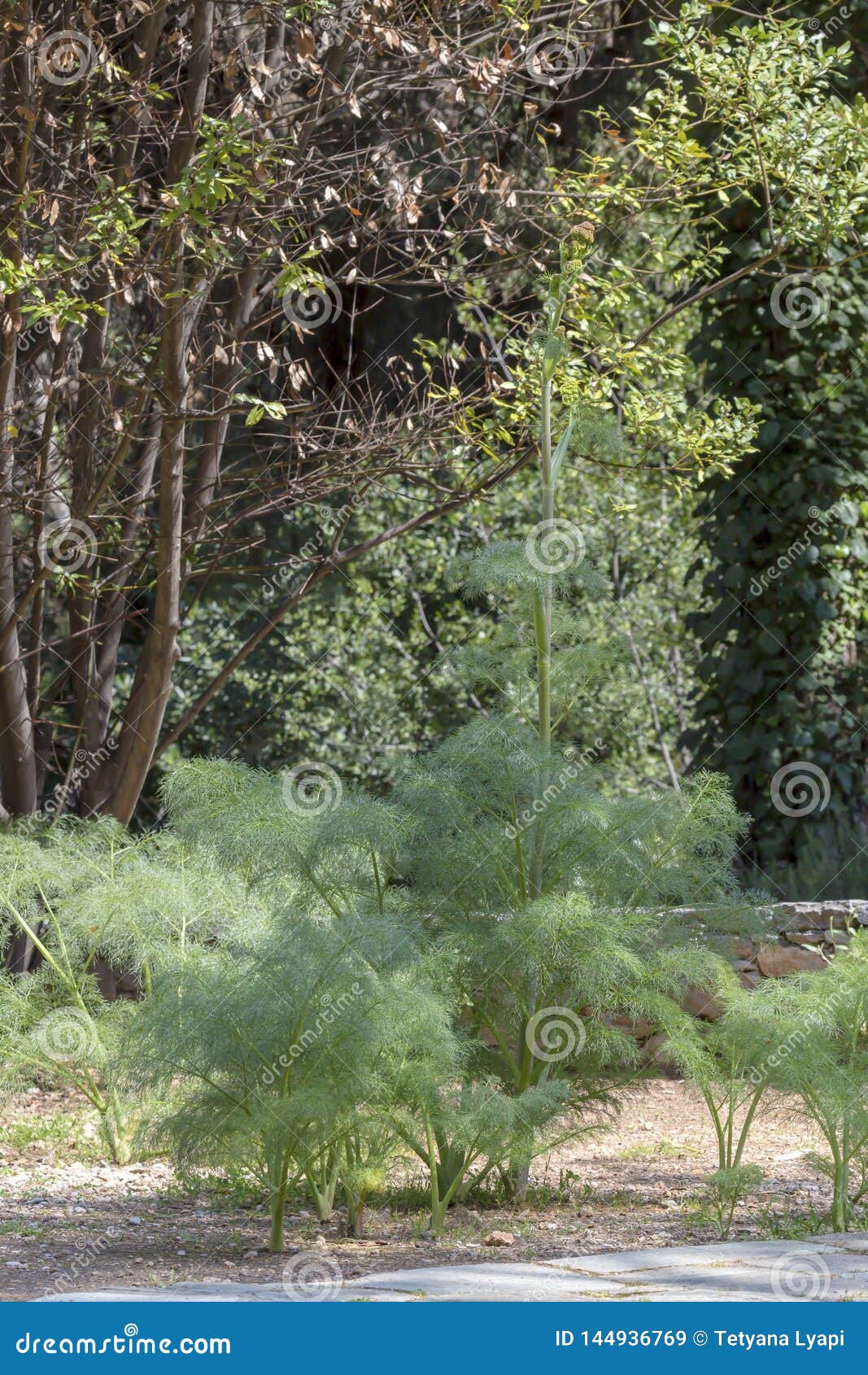 The Plant Ferula Communis Grows Close-up Stock Image - Image of greece ...