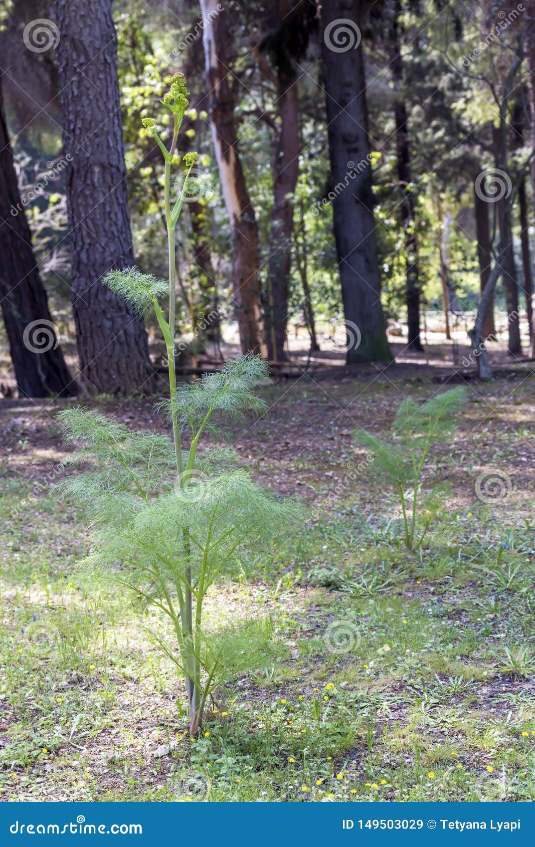 The Plant Ferula Communis Grows Close-up Stock Image - Image of ...