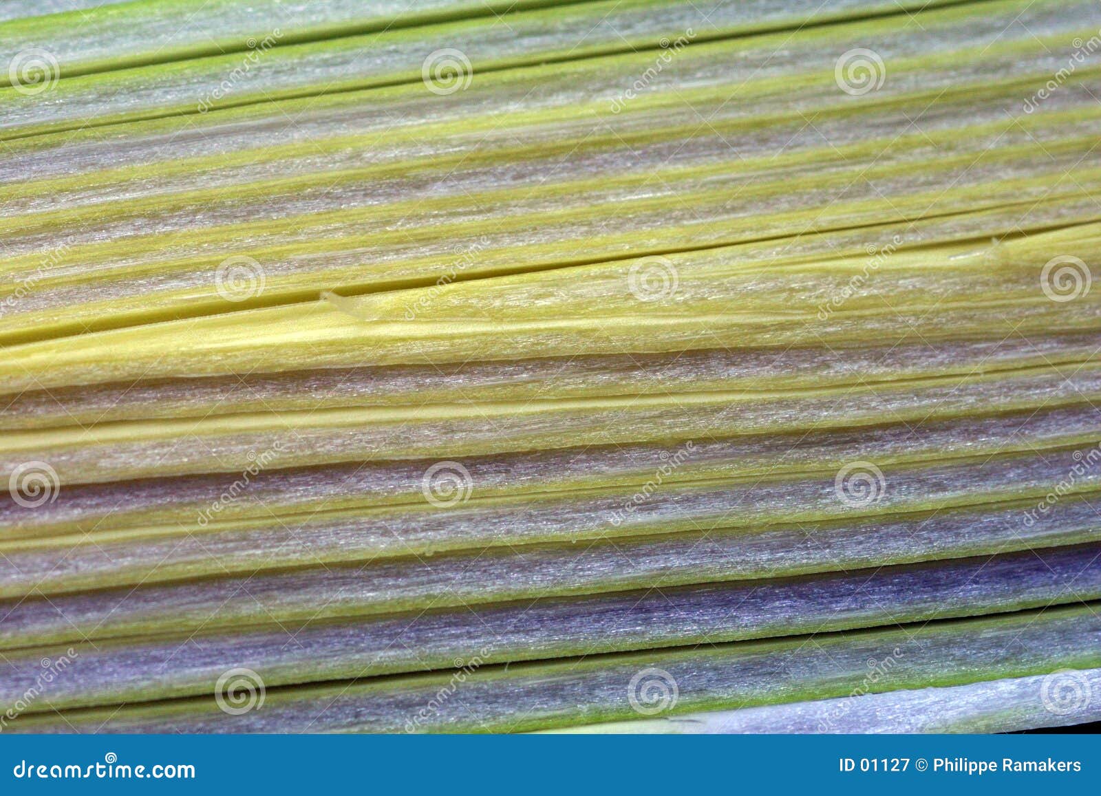 Plant fiber stock image. Image of details, detail, line, parallel - 1127