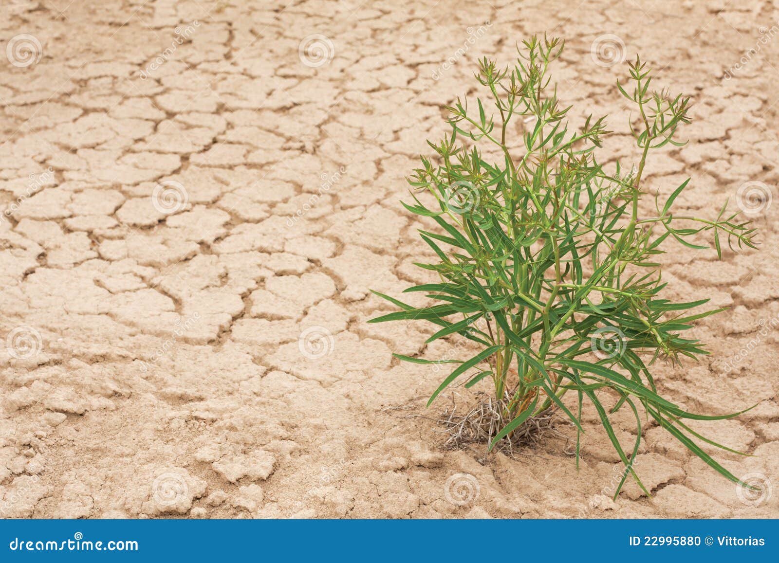 Plant Fighting with Drought Stock Photo - Image of environment, global ...