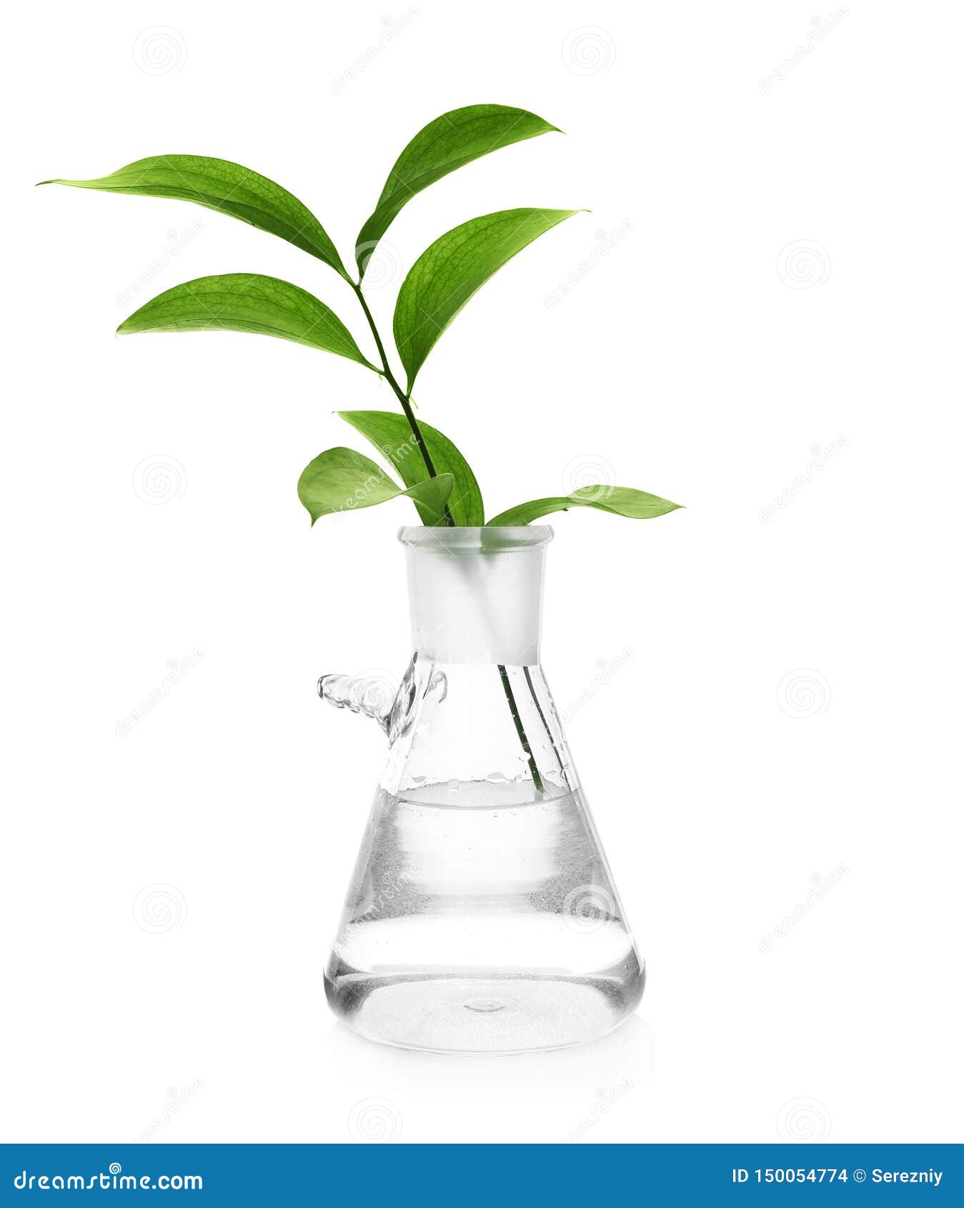 Plant in Flask on White Background Stock Photo - Image of floral, leaf ...