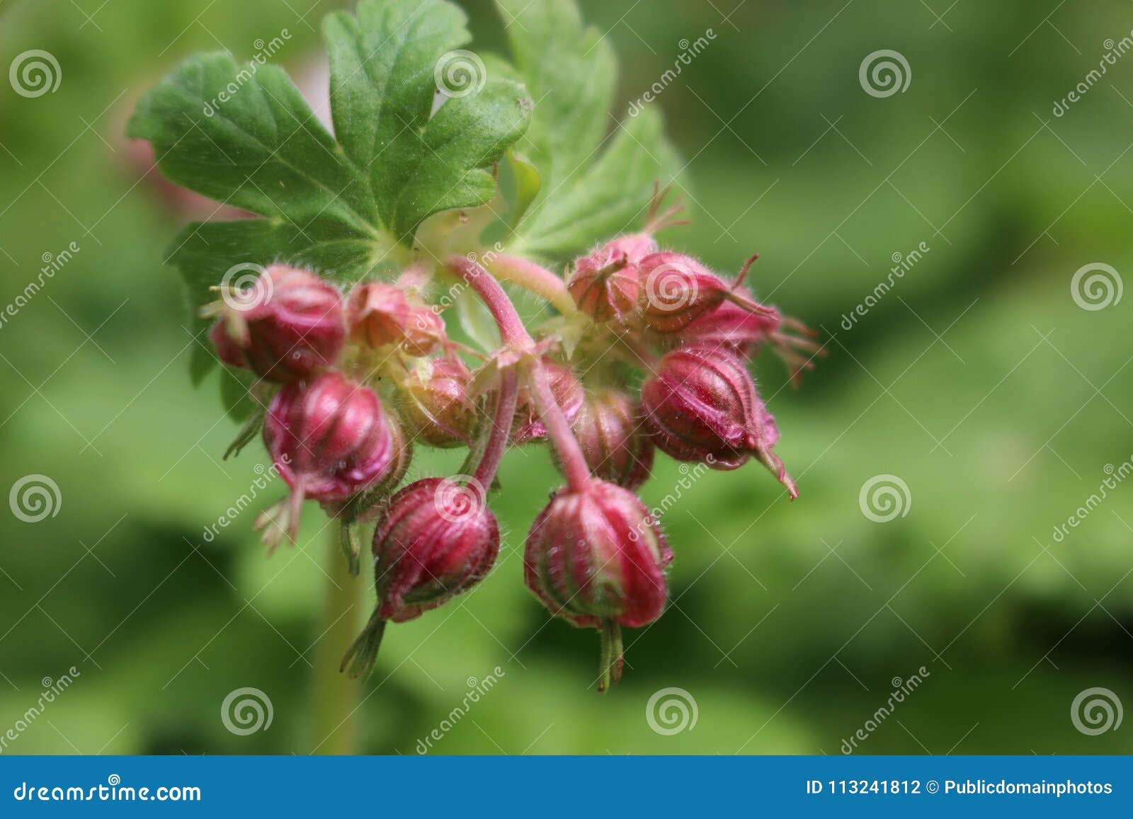 Plant, Flora, Flower, Subshrub Picture. Image: 113241812