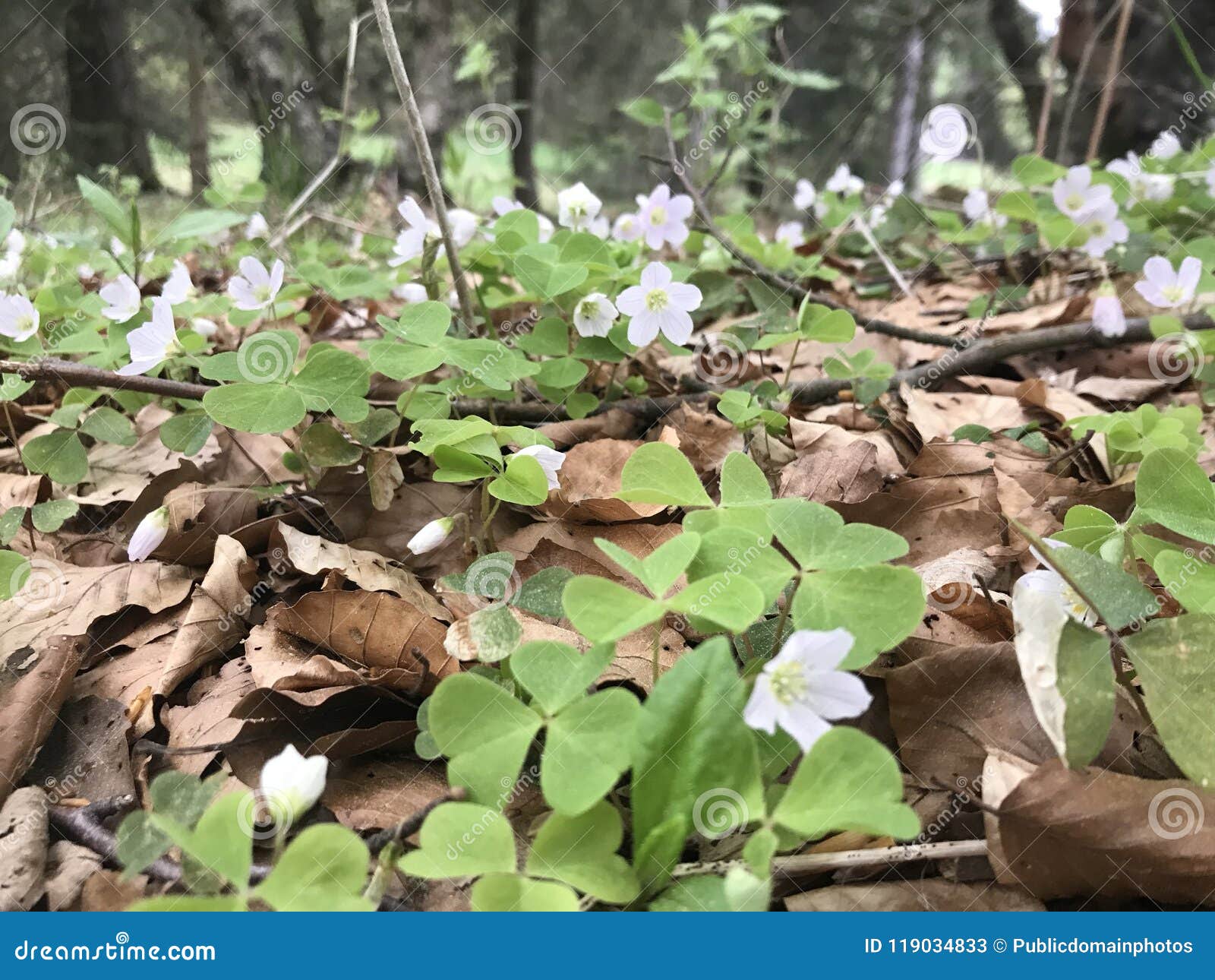 Plant, Flora, Leaf, Flower Picture. Image: 119034833