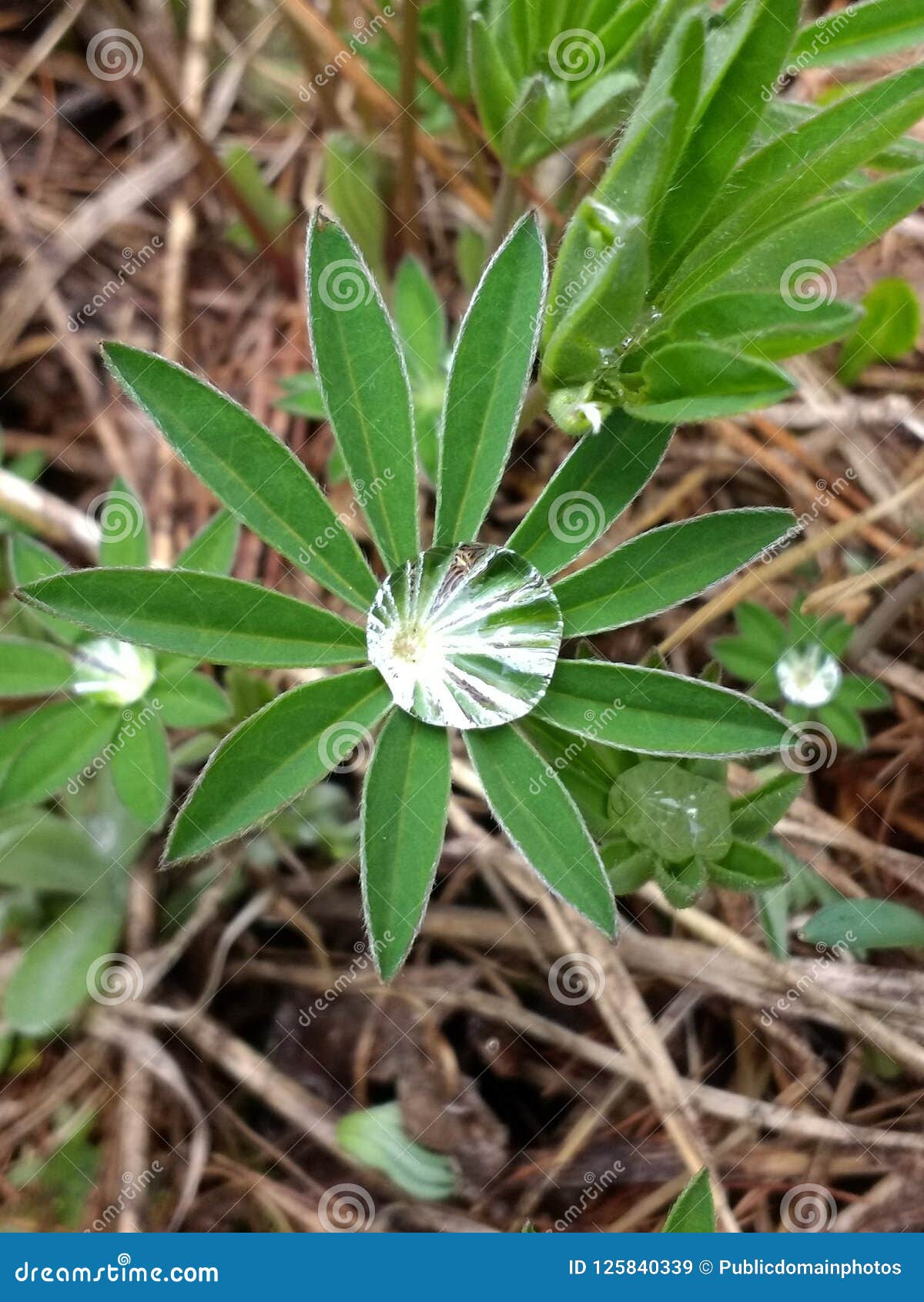 Plant, Flora, Leaf, Flower Picture. Image: 125840339