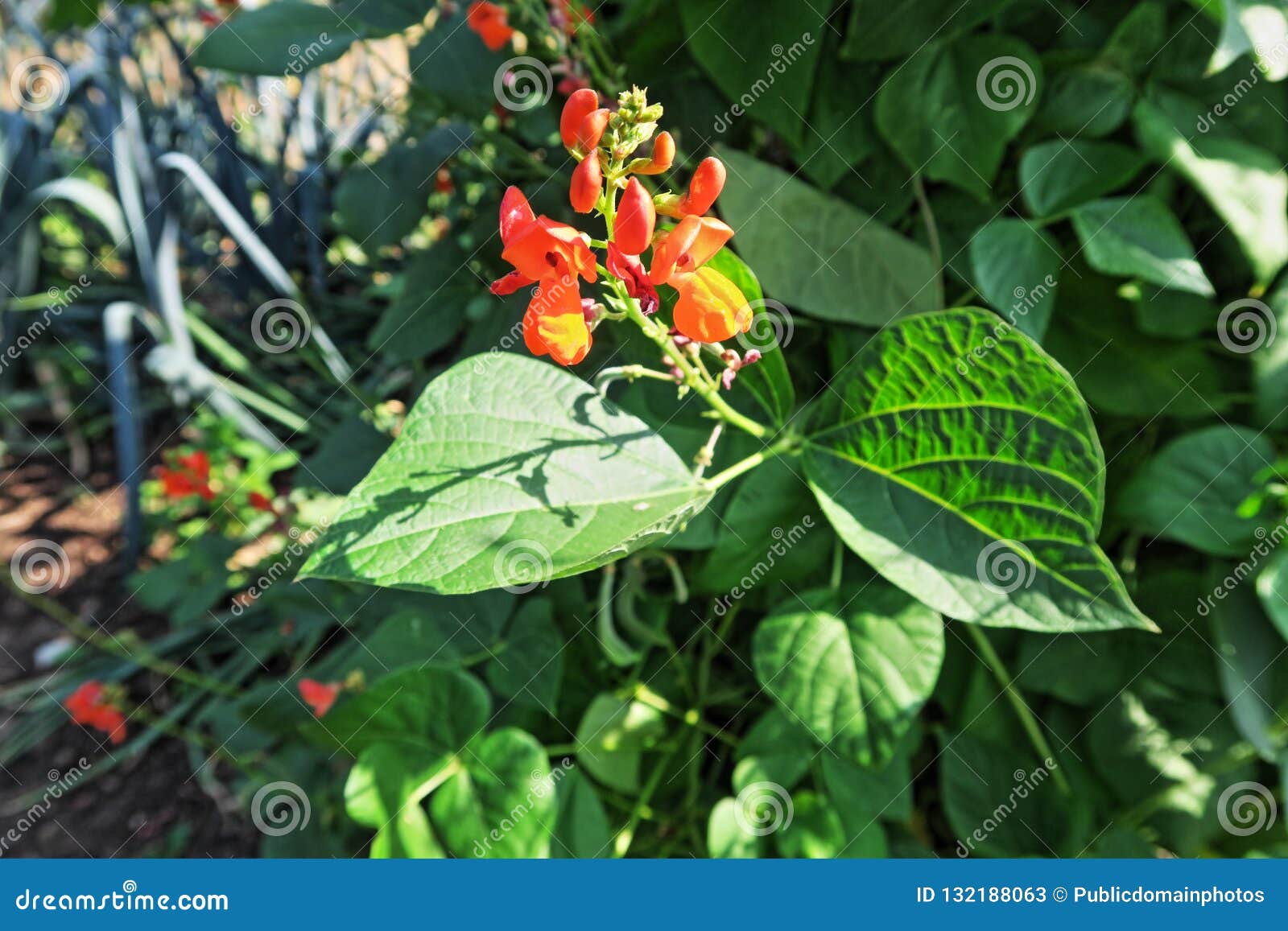 Plant, Flora, Leaf, Flower Picture. Image: 132188063