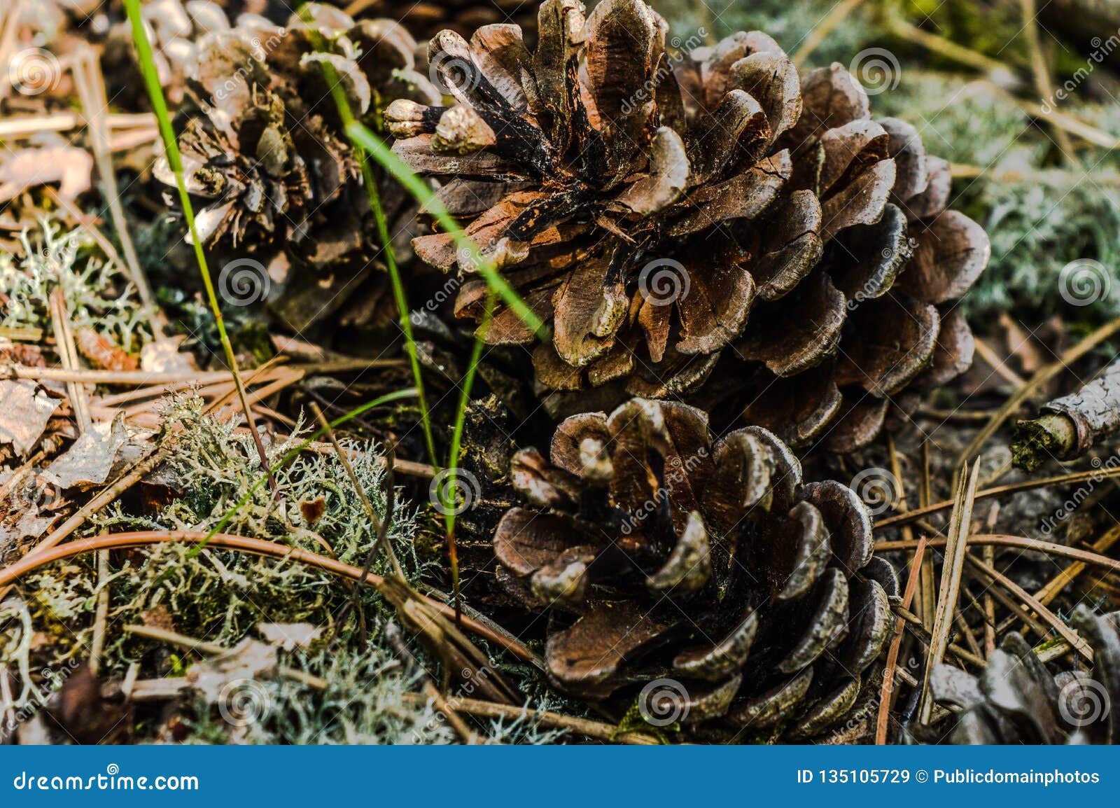 Plant, Flora, Pine Nut, Conifer Cone Picture. Image: 135105729
