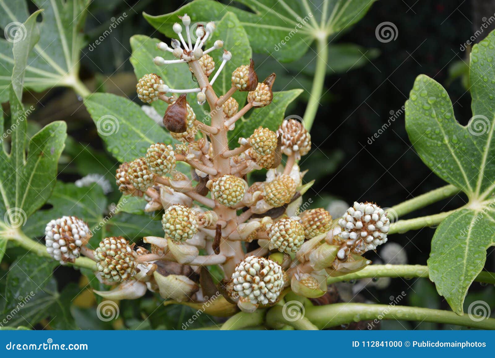 Plant, Flora, Subshrub, Herbaceous Plant Picture. Image: 112841000