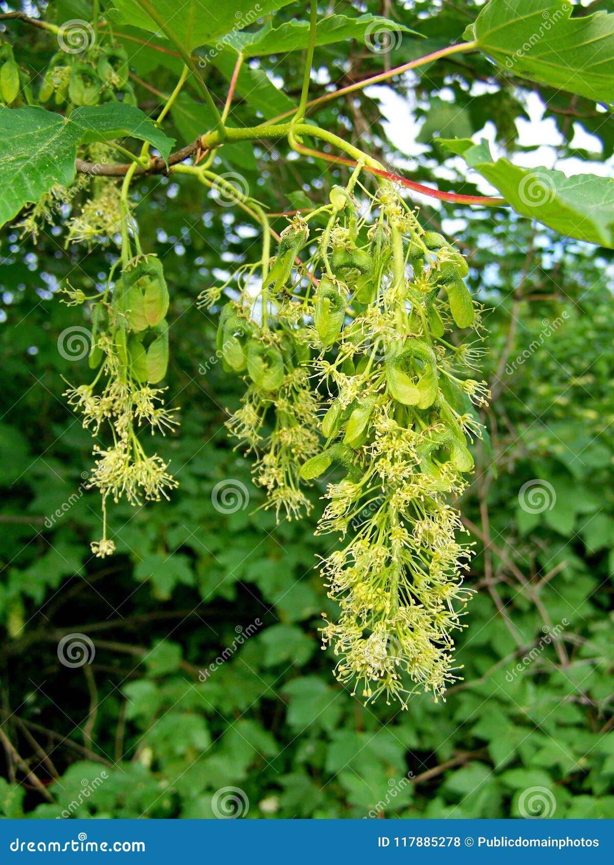 Plant, Flora, Tree, Humulus Lupulus Picture. Image: 117885278