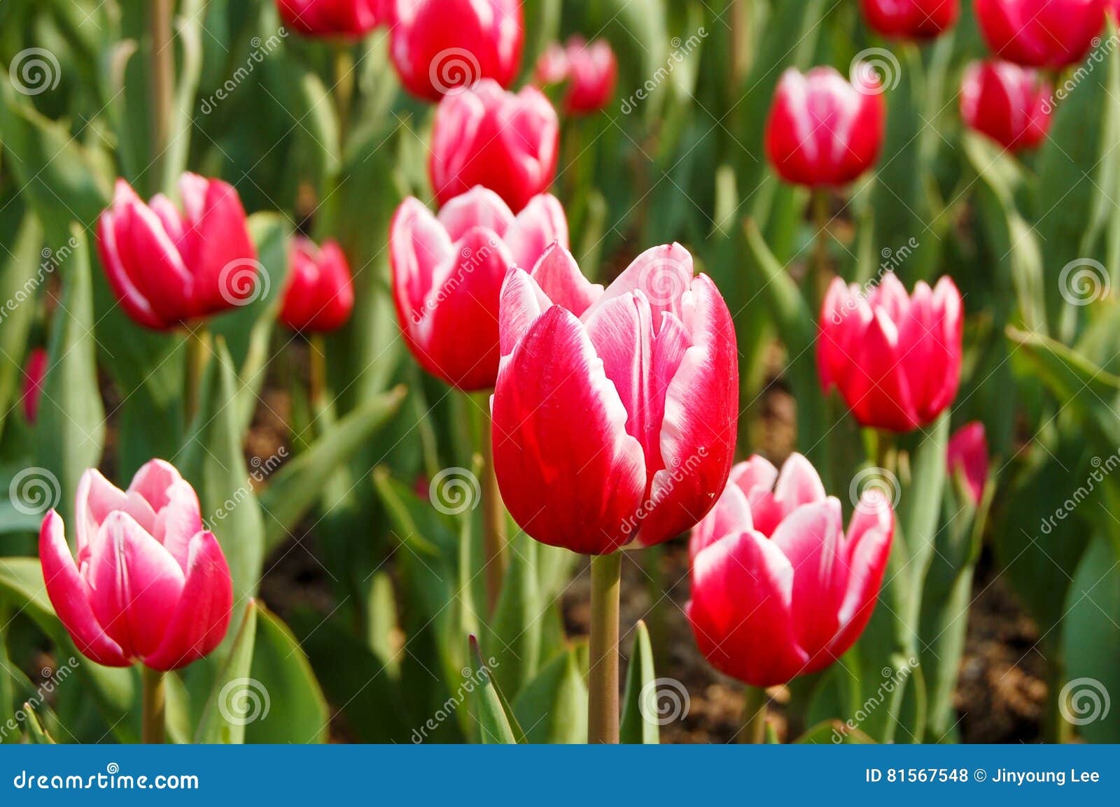 Plant stock photo. Image of spring, plant, formal, meadow - 81567548