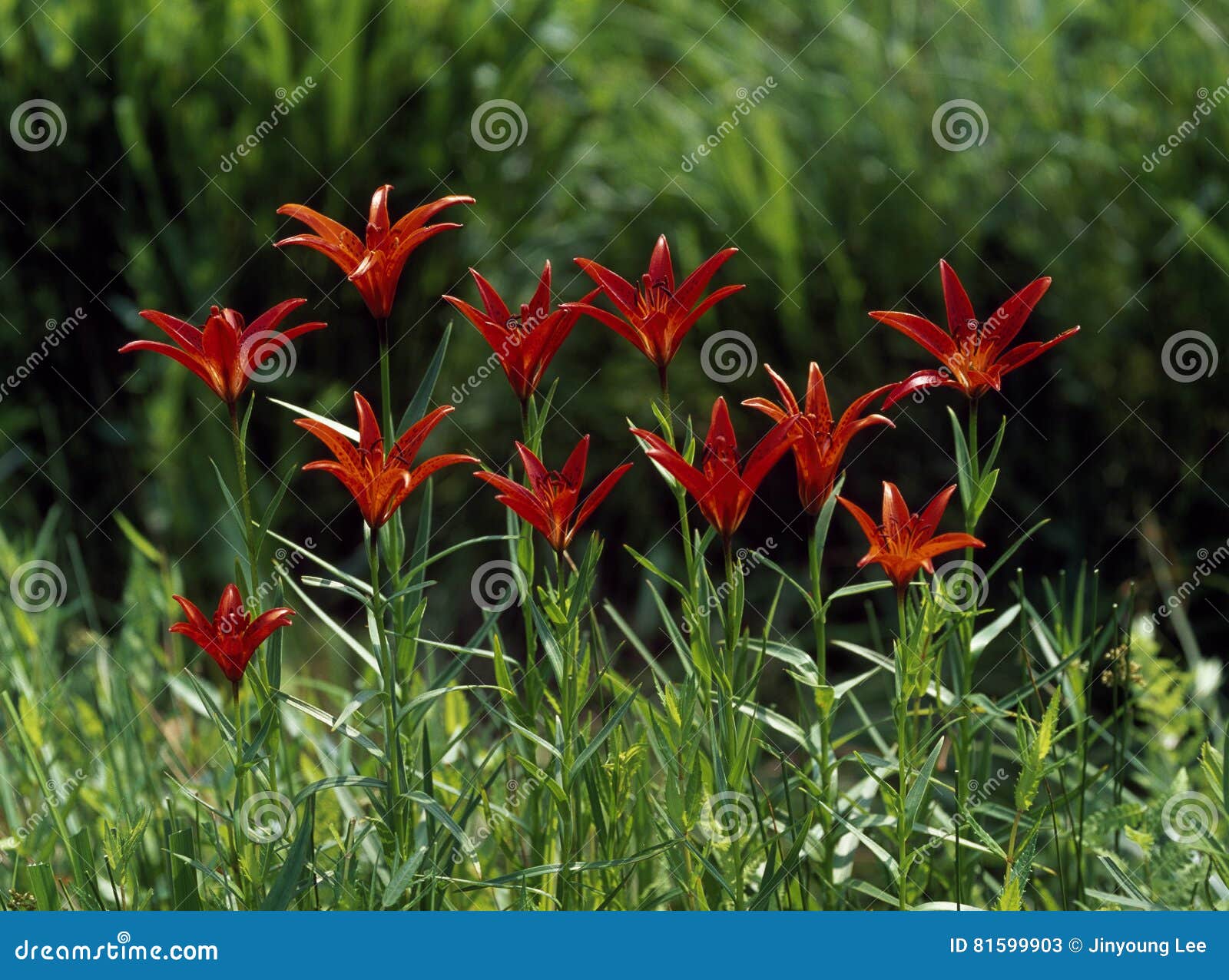 Plant stock image. Image of field, wildflower, moor, flower - 81599903