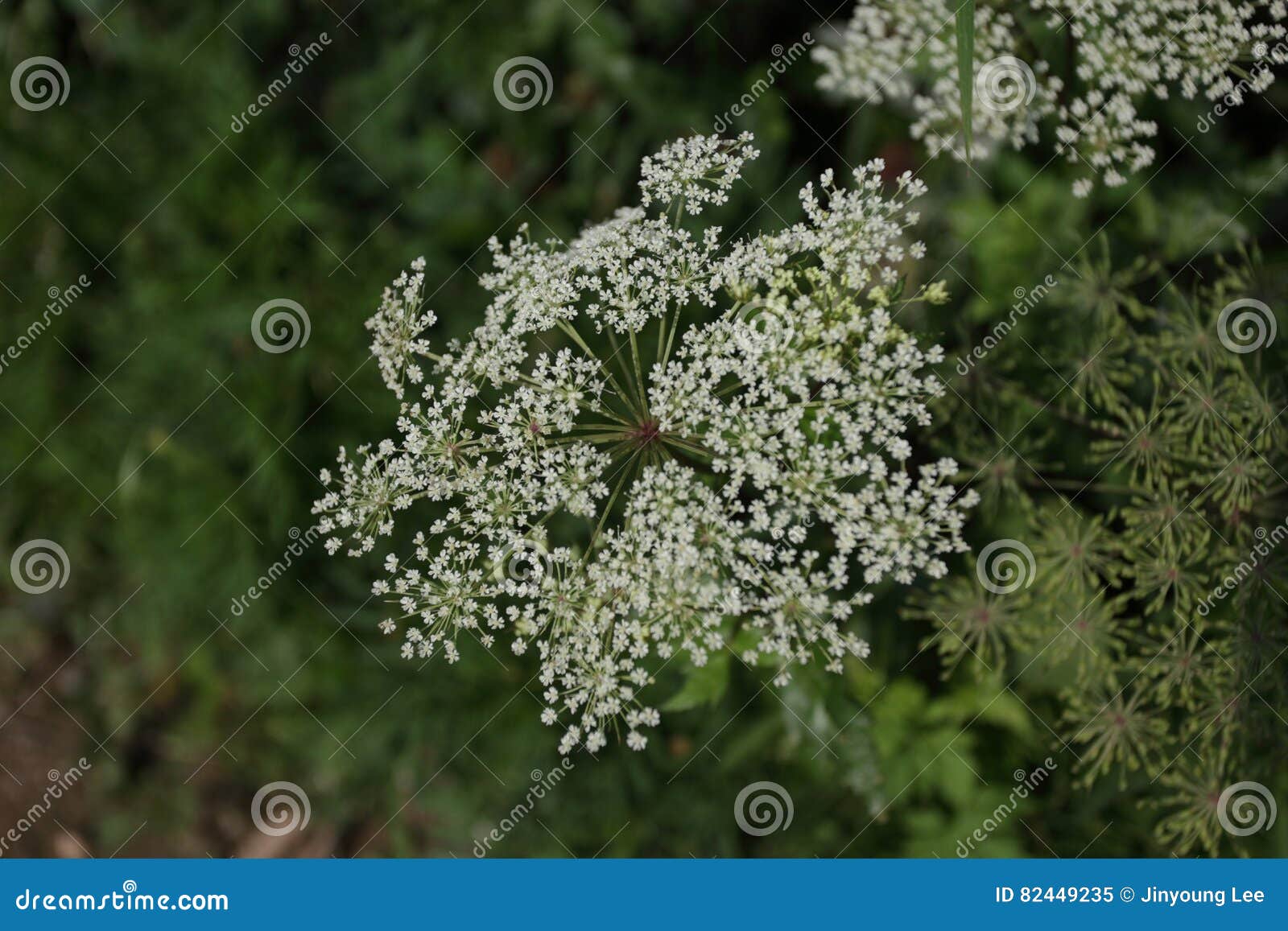 Pignut Flower Stock Photos - Free & Royalty-Free Stock Photos from ...