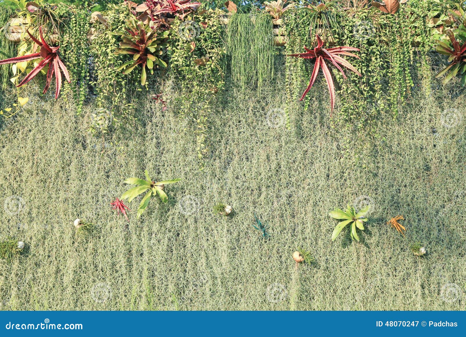 Plant and Flower As Backdrop in the Park Stock Image - Image of color ...