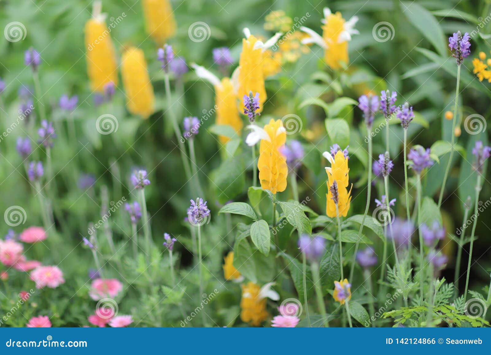 The Plant at the Flower Bed at Outdoor Stock Photo - Image of green ...