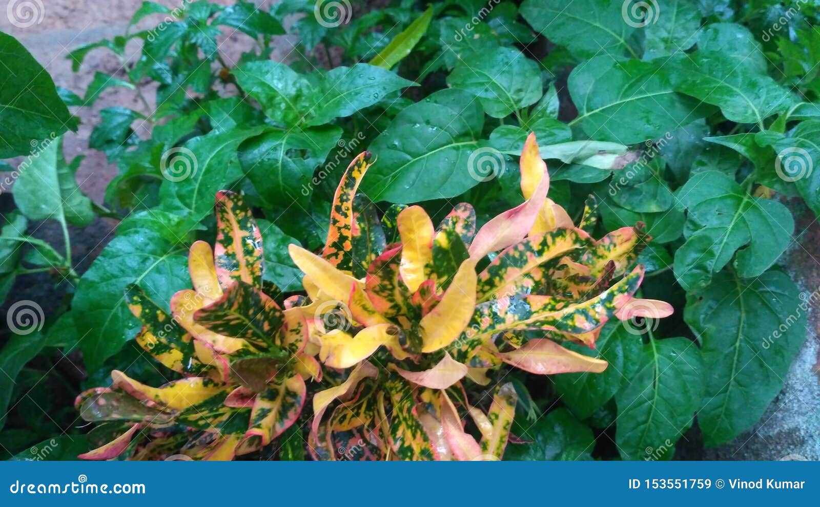 Plant of flower stock image. Image of netural, flower - 153551759