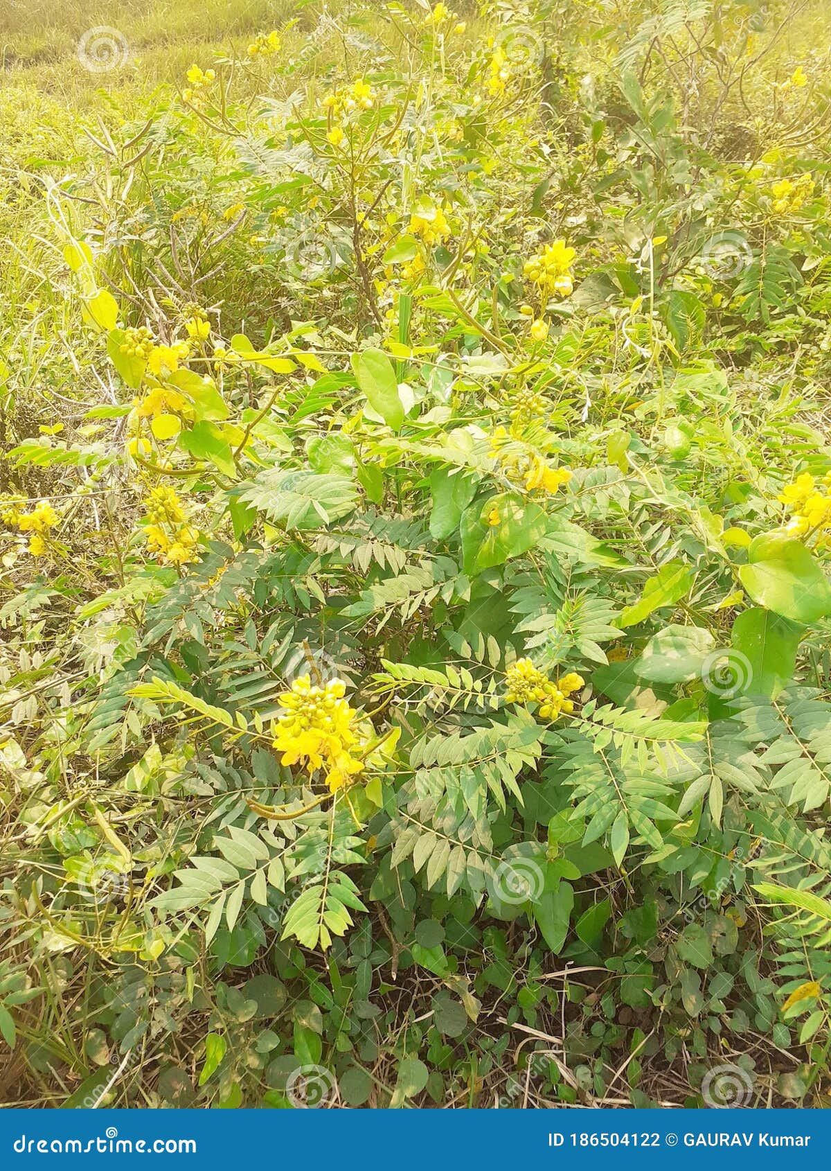 Plant flower decisions stock photo. Image of herb, deci - 186504122