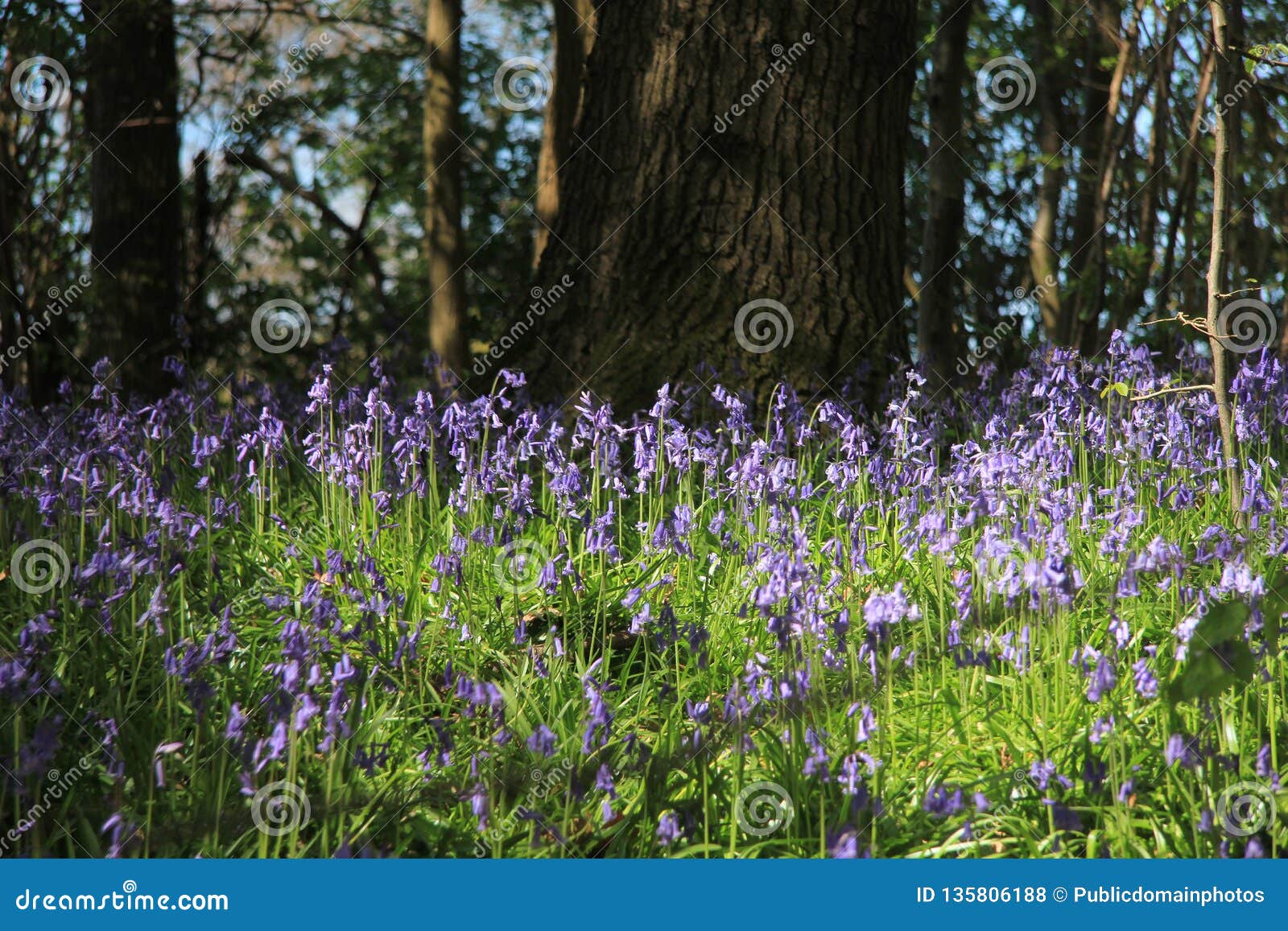 Plant, Flower, Flora, Ecosystem Picture. Image: 135806188