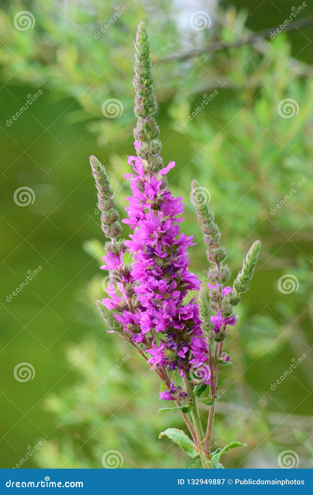 Plant, Flower, Flora, Hyssopus Picture. Image: 132949887